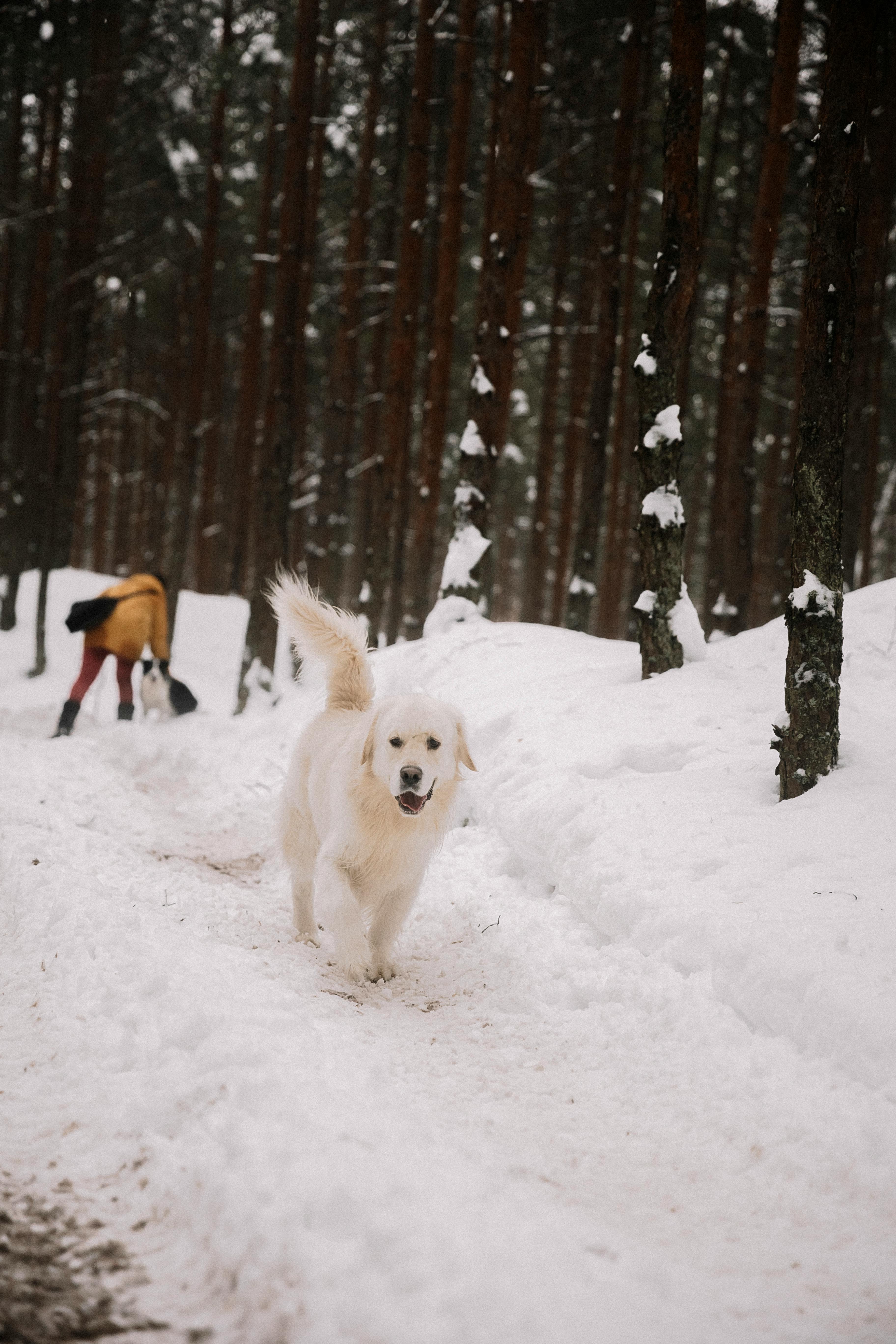 Trail Animation Photos, Download The BEST Free Trail Animation Stock ...