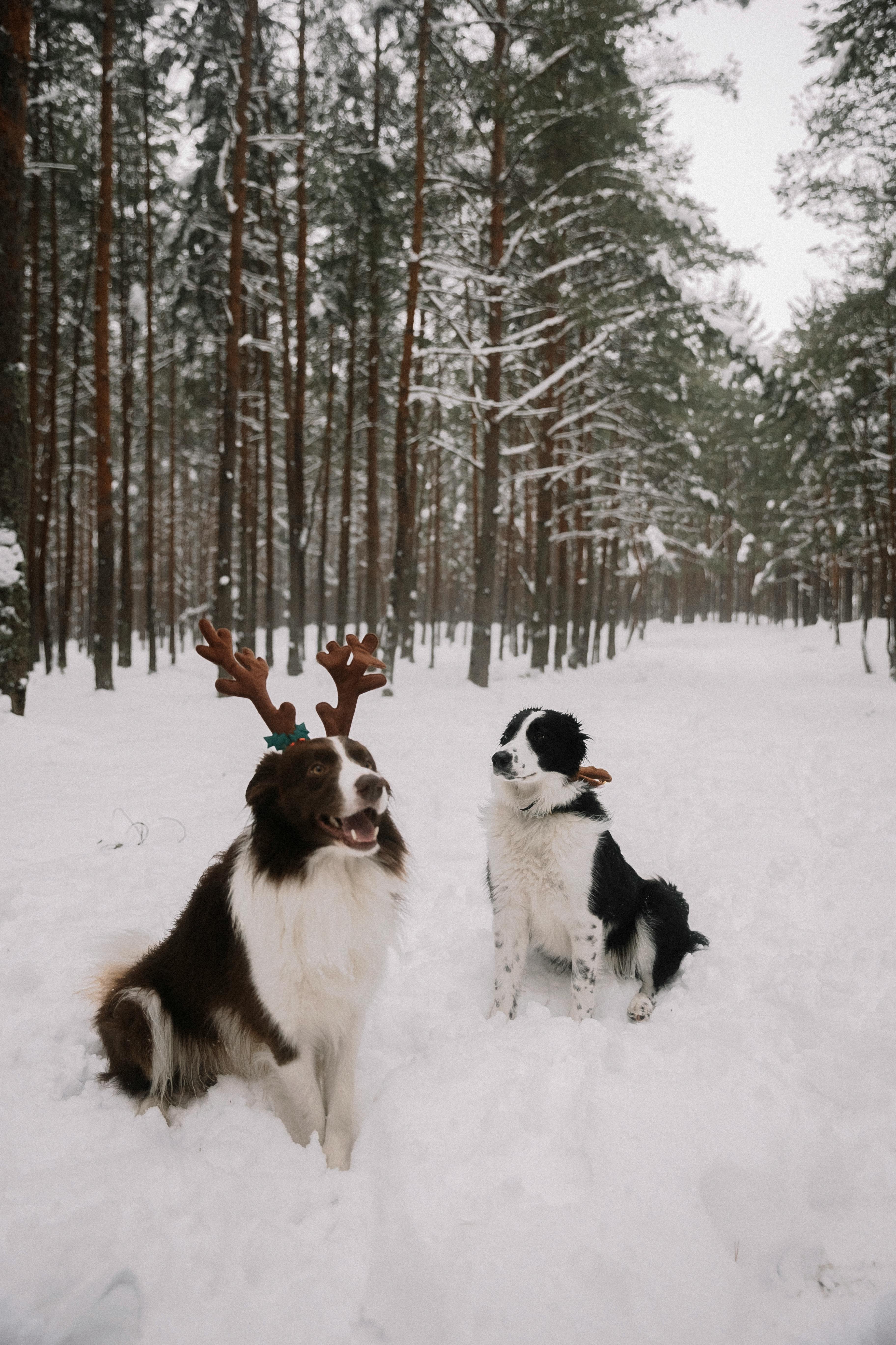 Animals Landscape Photos, Download The BEST Free Animals Landscape ...