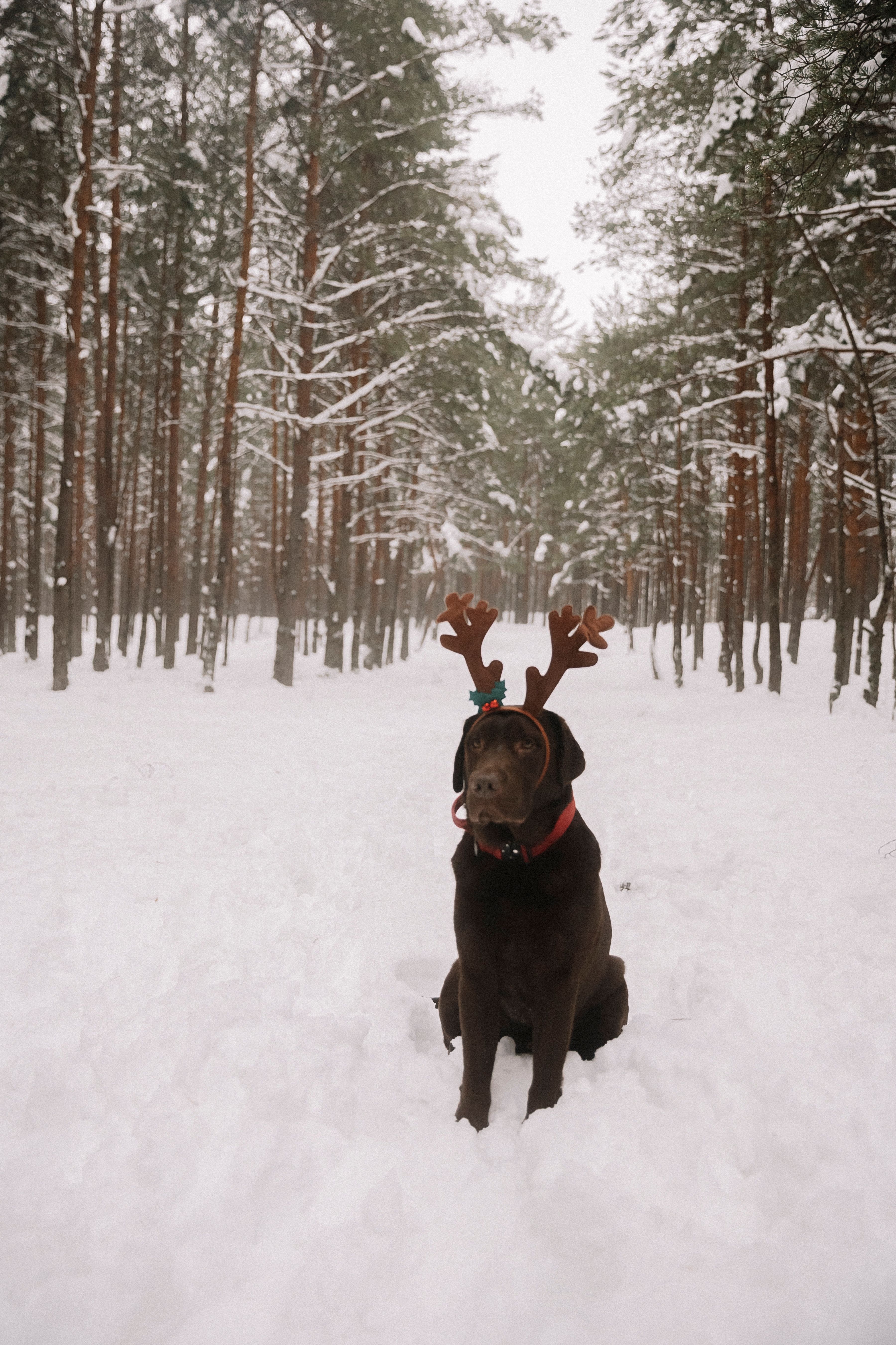 Nature Animal Photos, Download The BEST Free Nature Animal Stock Photos ...