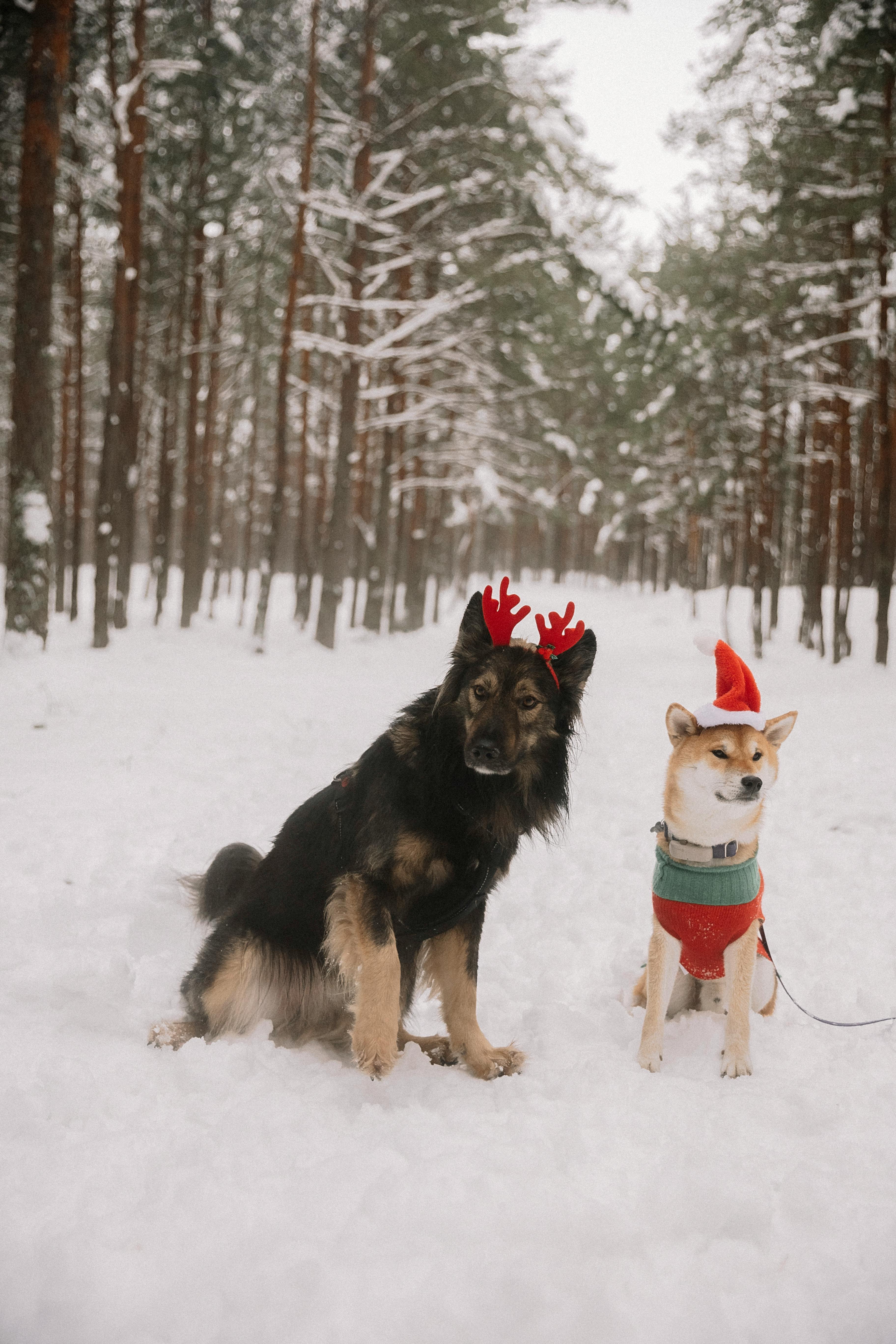 Dogs Doing Tricks Photos, Download The BEST Free Dogs Doing Tricks ...