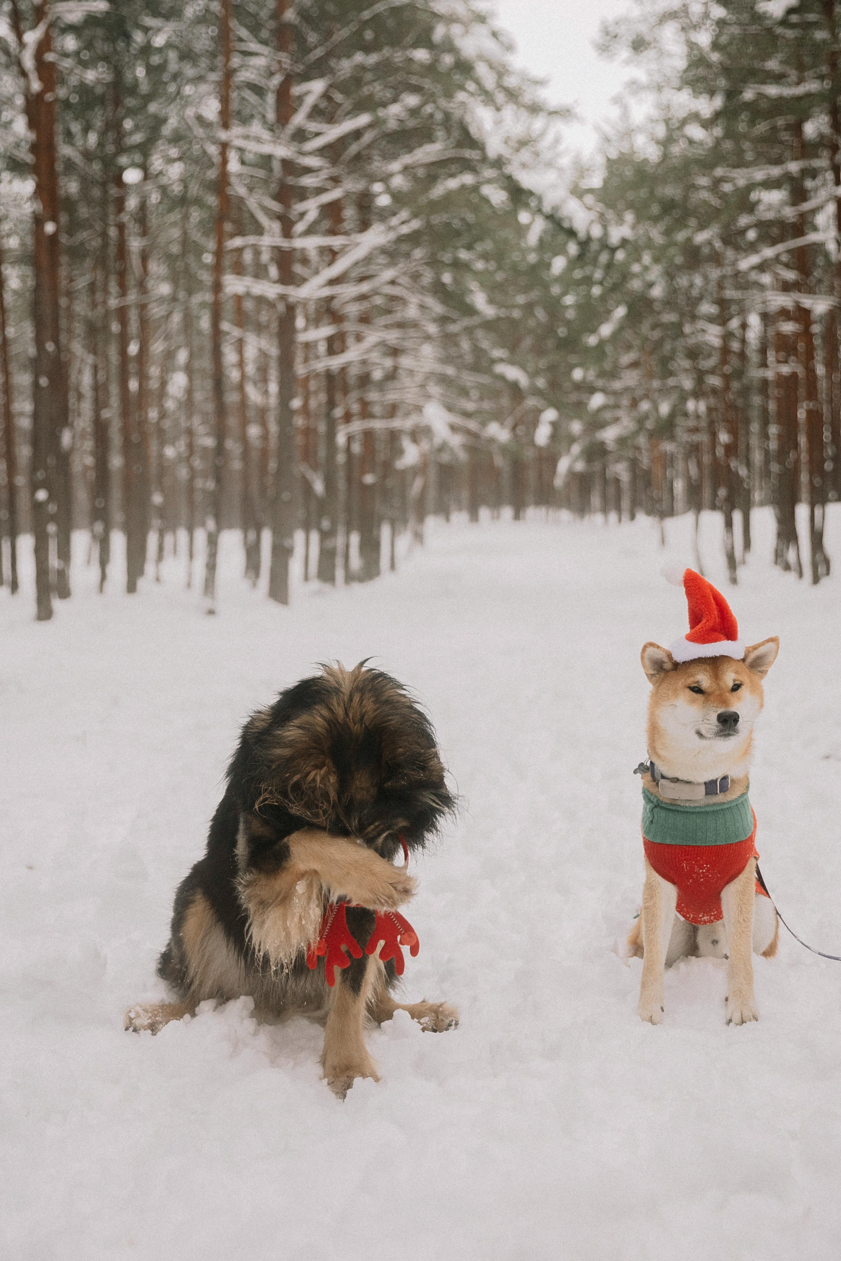 Nature Animal Photos, Download The BEST Free Nature Animal Stock Photos ...