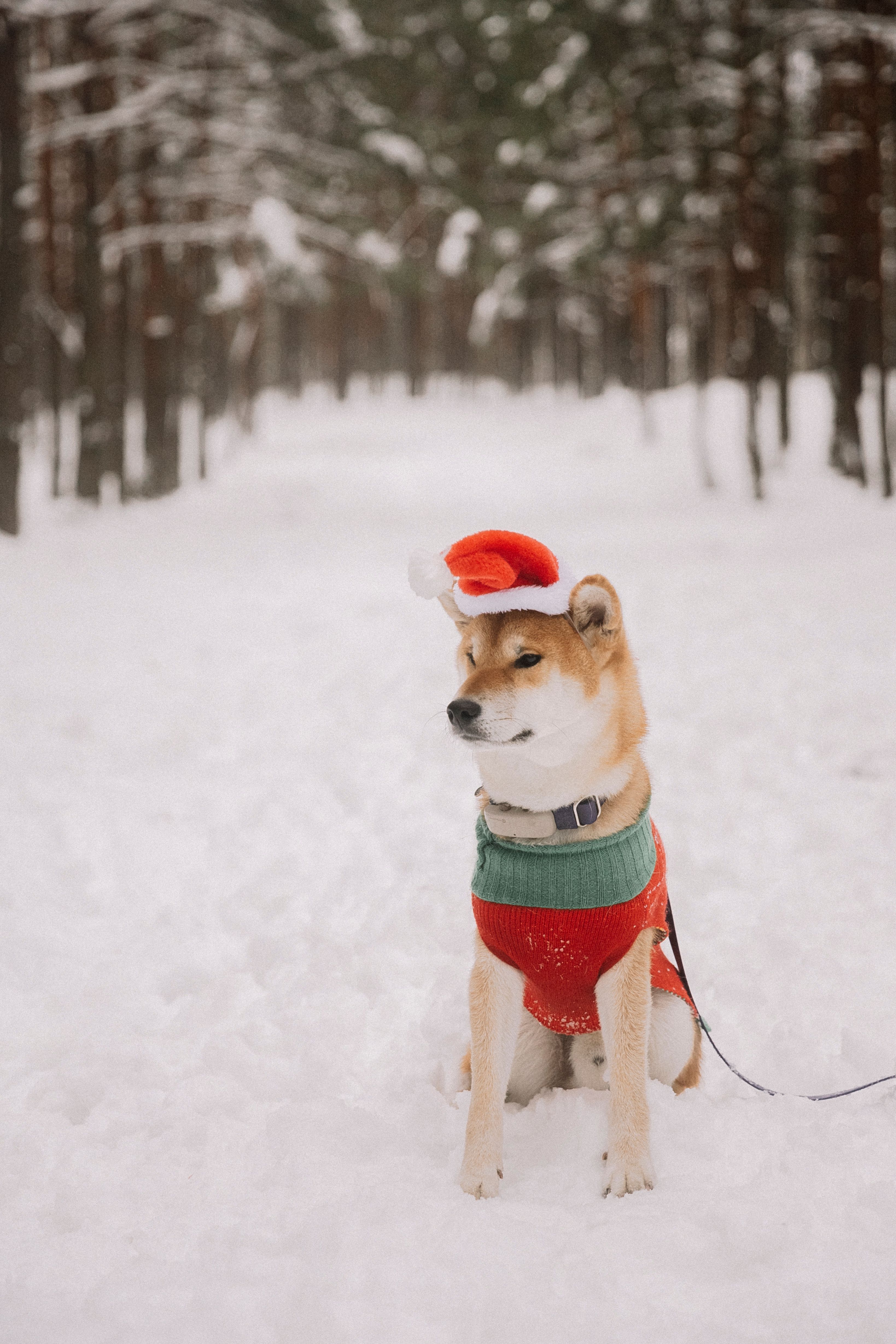 Christmas Dog Background Photos, Download The BEST Free Christmas Dog ...