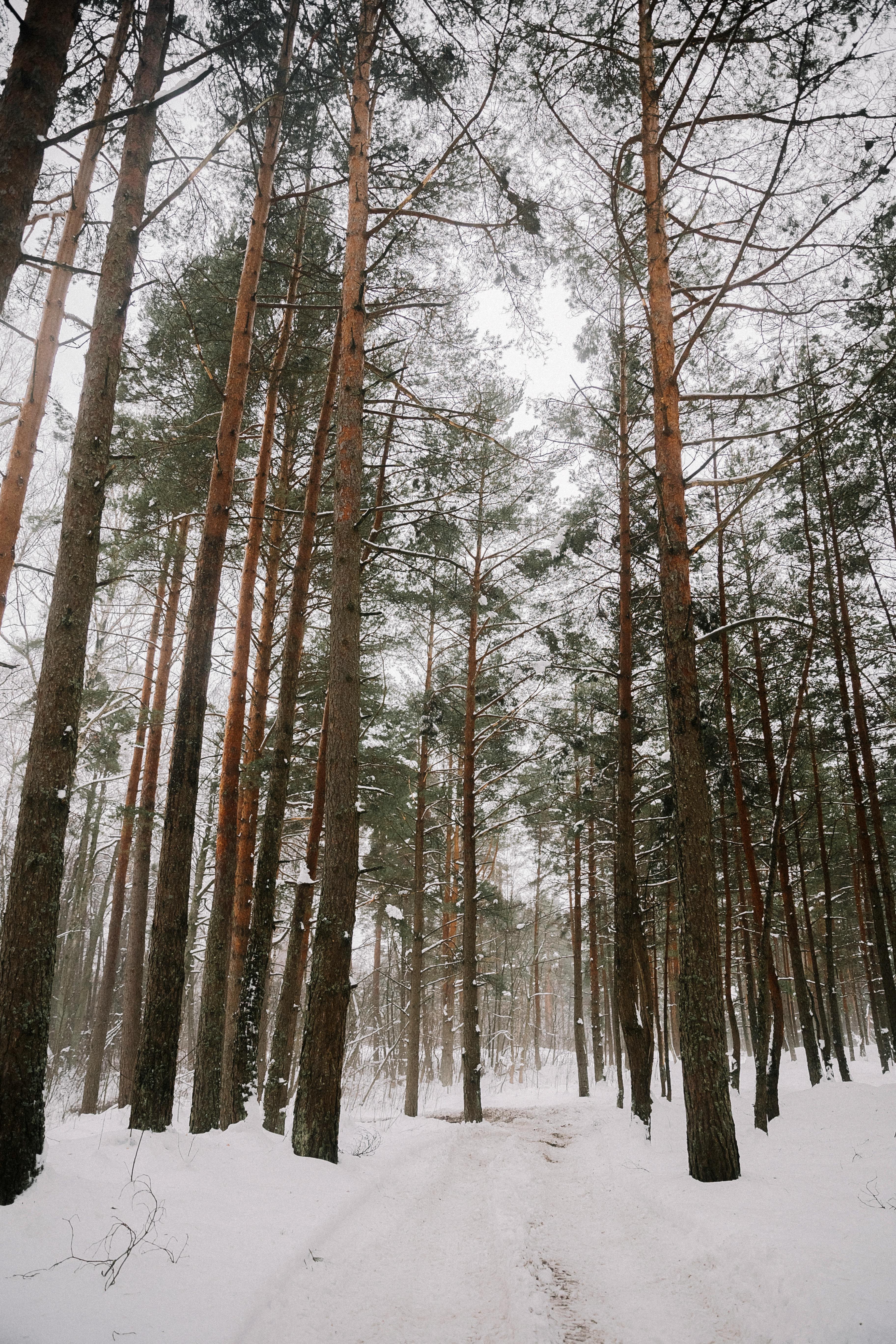 Winter Forest Landscape · Free Stock Photo