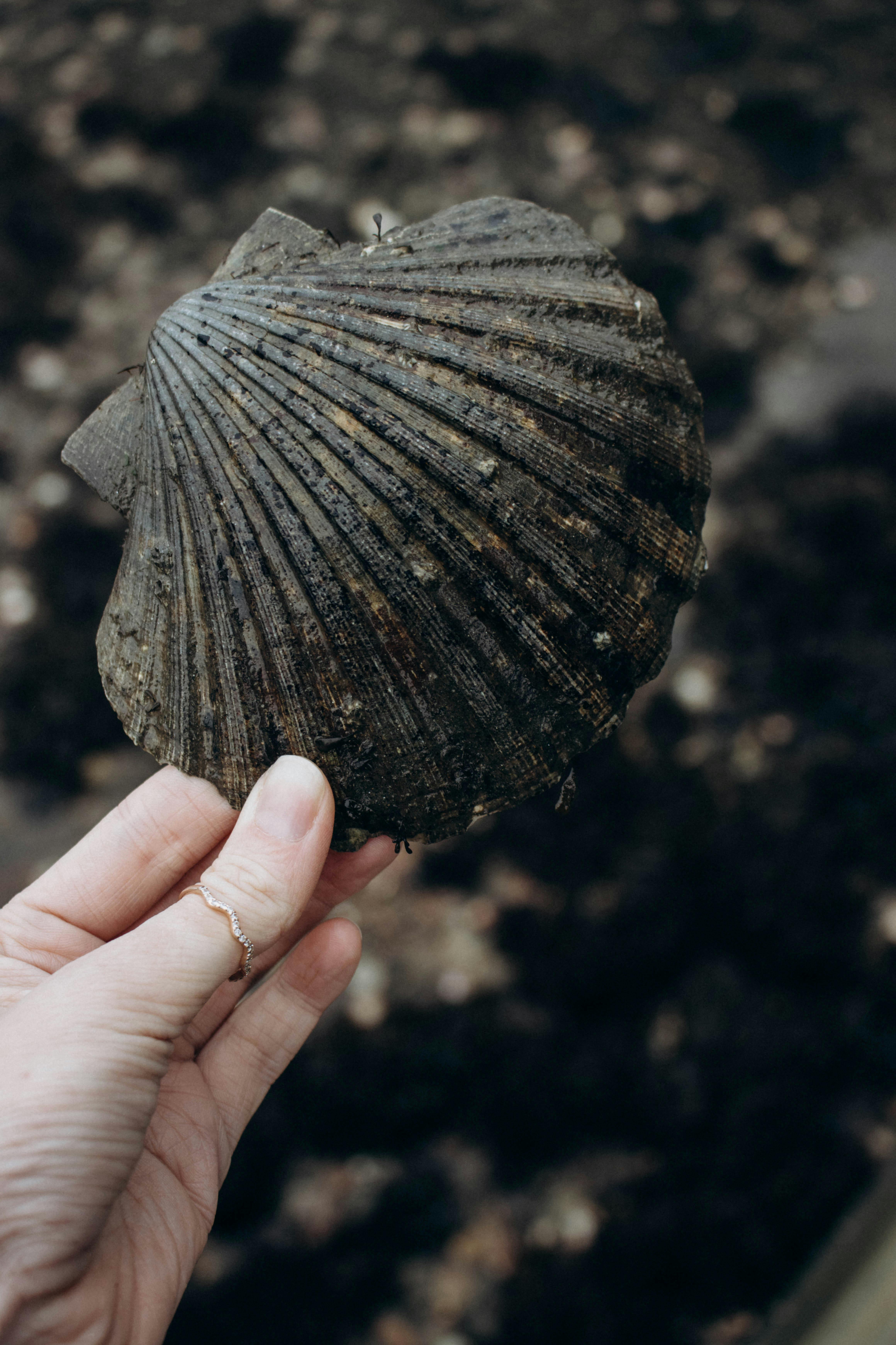 Hand Holding Shell · Free Stock Photo
