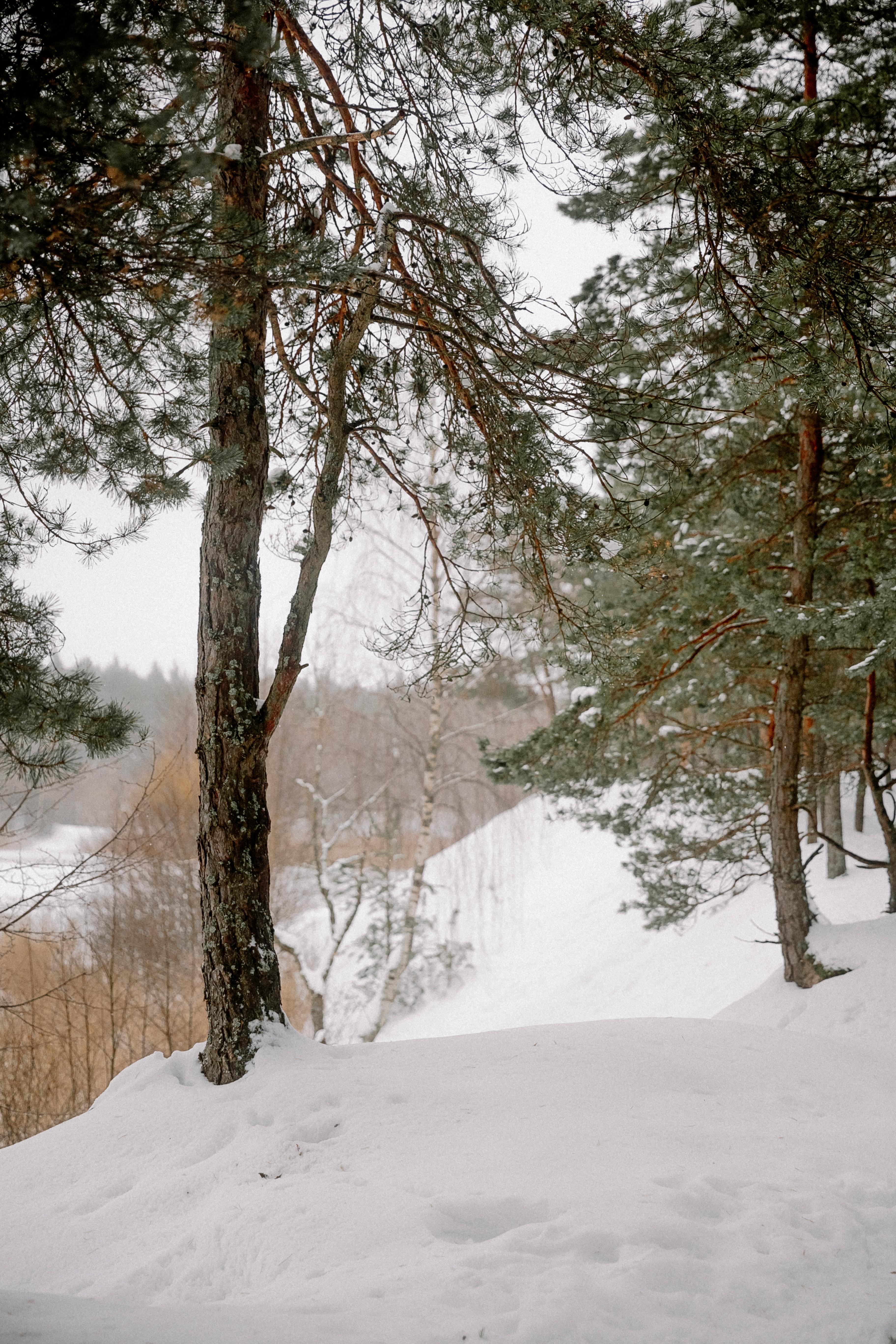 Snow Clump Photos, Download The BEST Free Snow Clump Stock Photos & HD ...