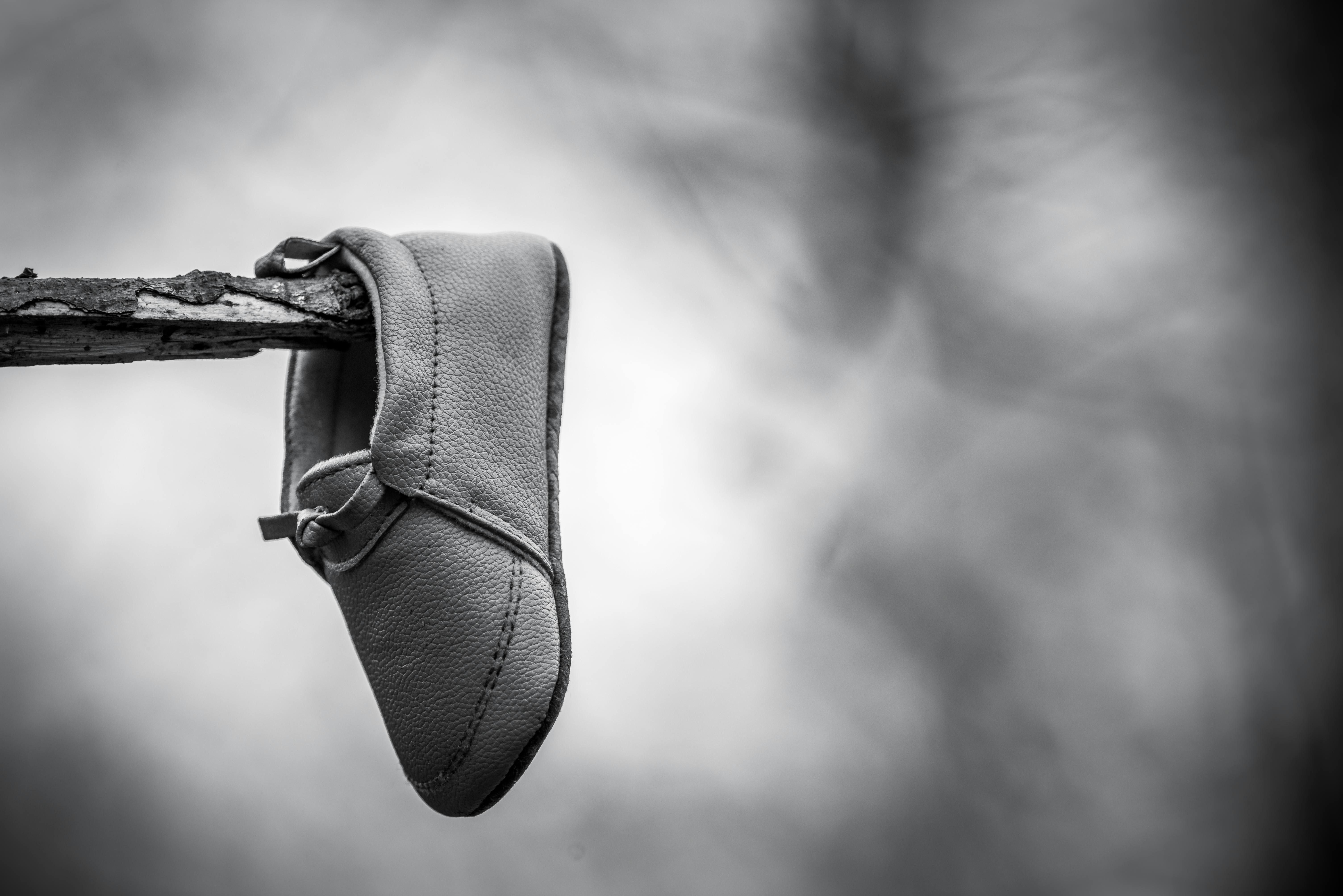 Baby Shoe on Branch · Free Stock Photo