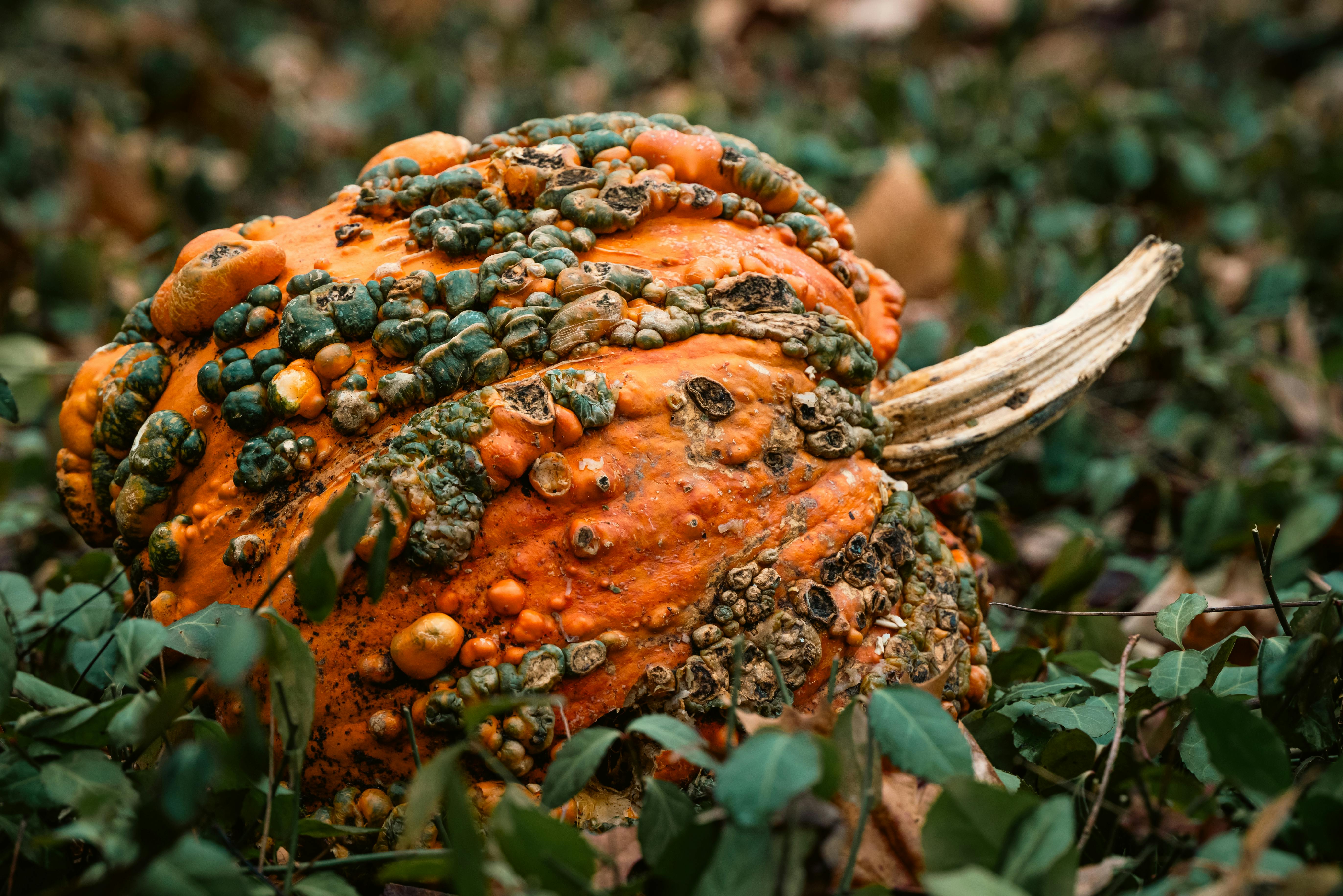 Rotten Pumpkin on Ground · Free Stock Photo