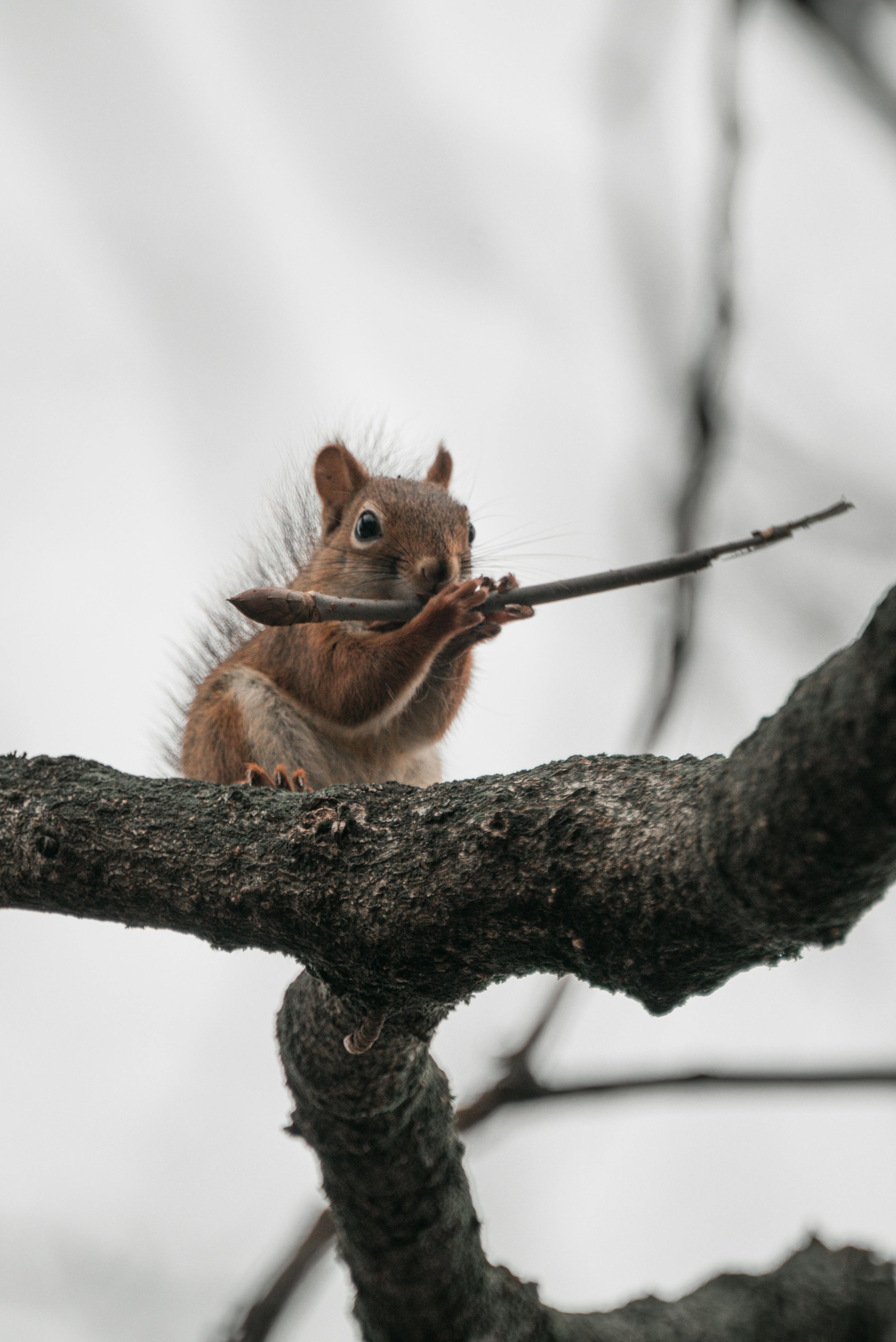 Mammal Ghetto Photos, Download The BEST Free Mammal Ghetto Stock Photos ...