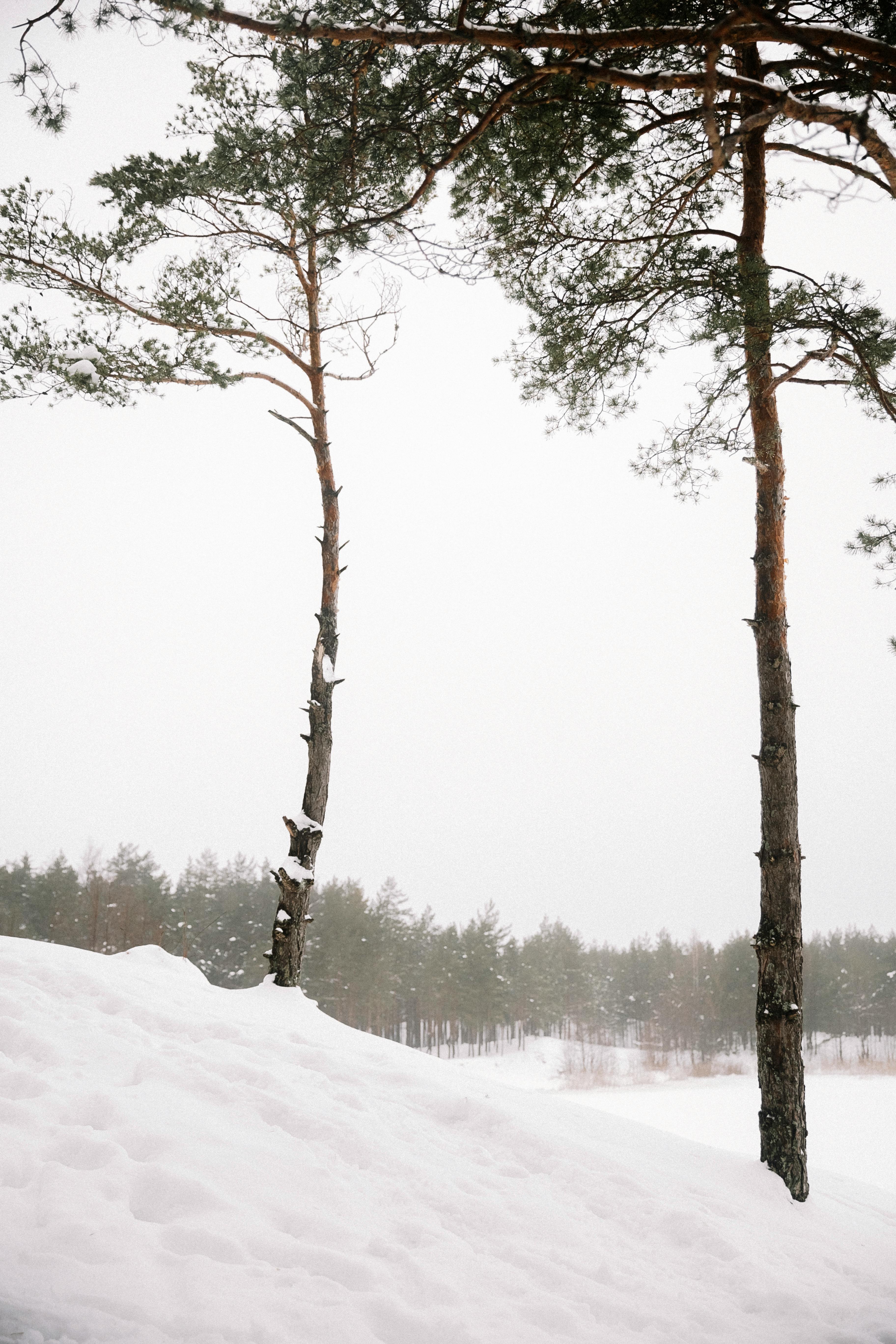 Forest Cold Photos, Download The BEST Free Forest Cold Stock Photos ...