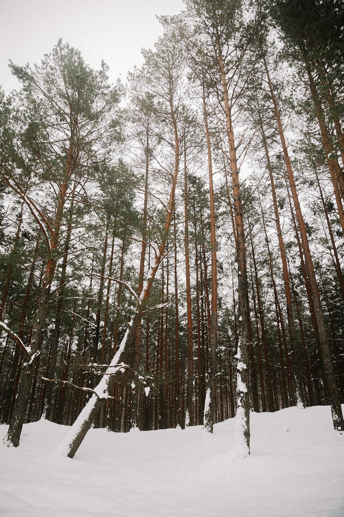 Forest Cold Photos, Download The BEST Free Forest Cold Stock Photos ...