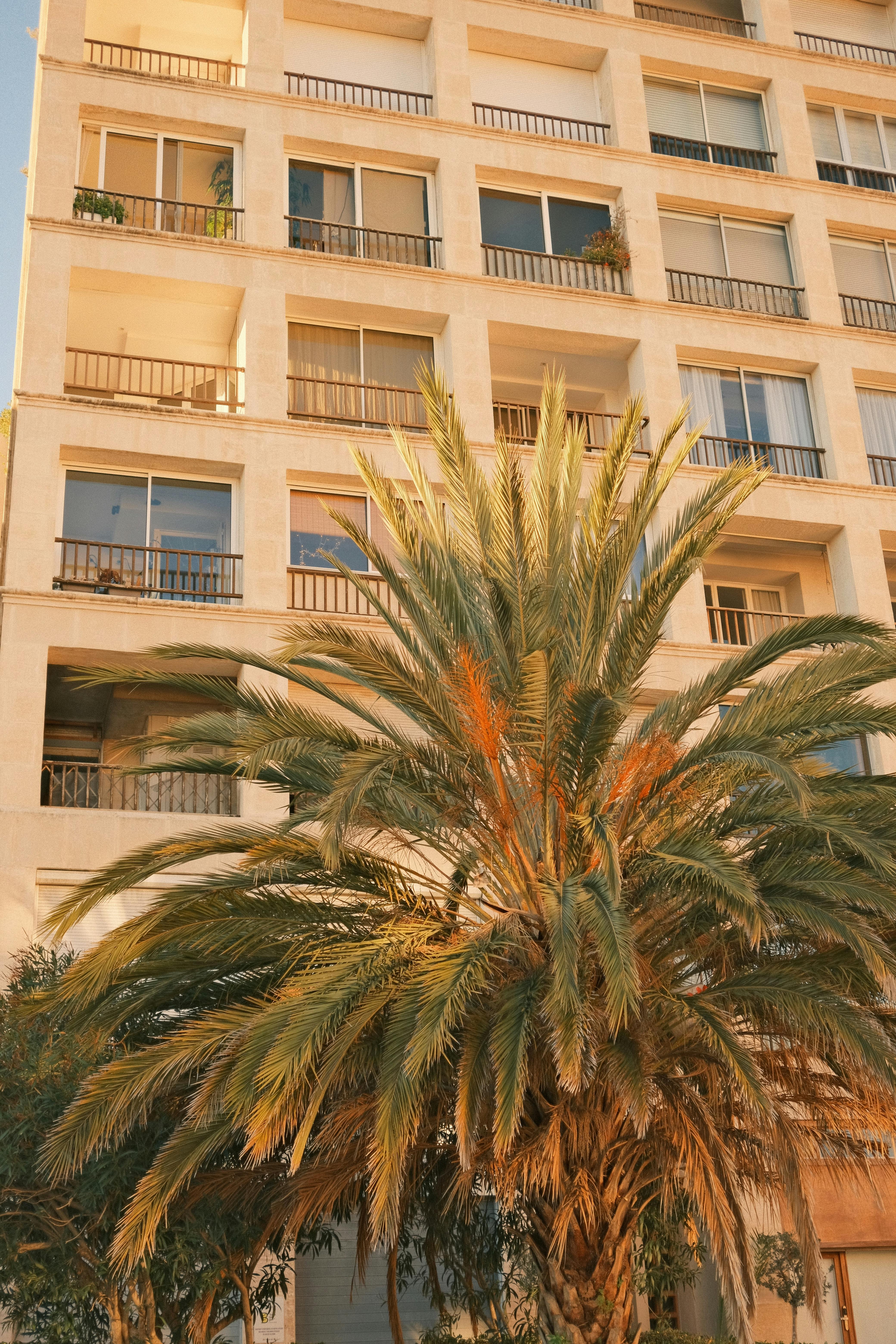 Residential Multi-Storey Building with a Palm Tree in Front · Free ...