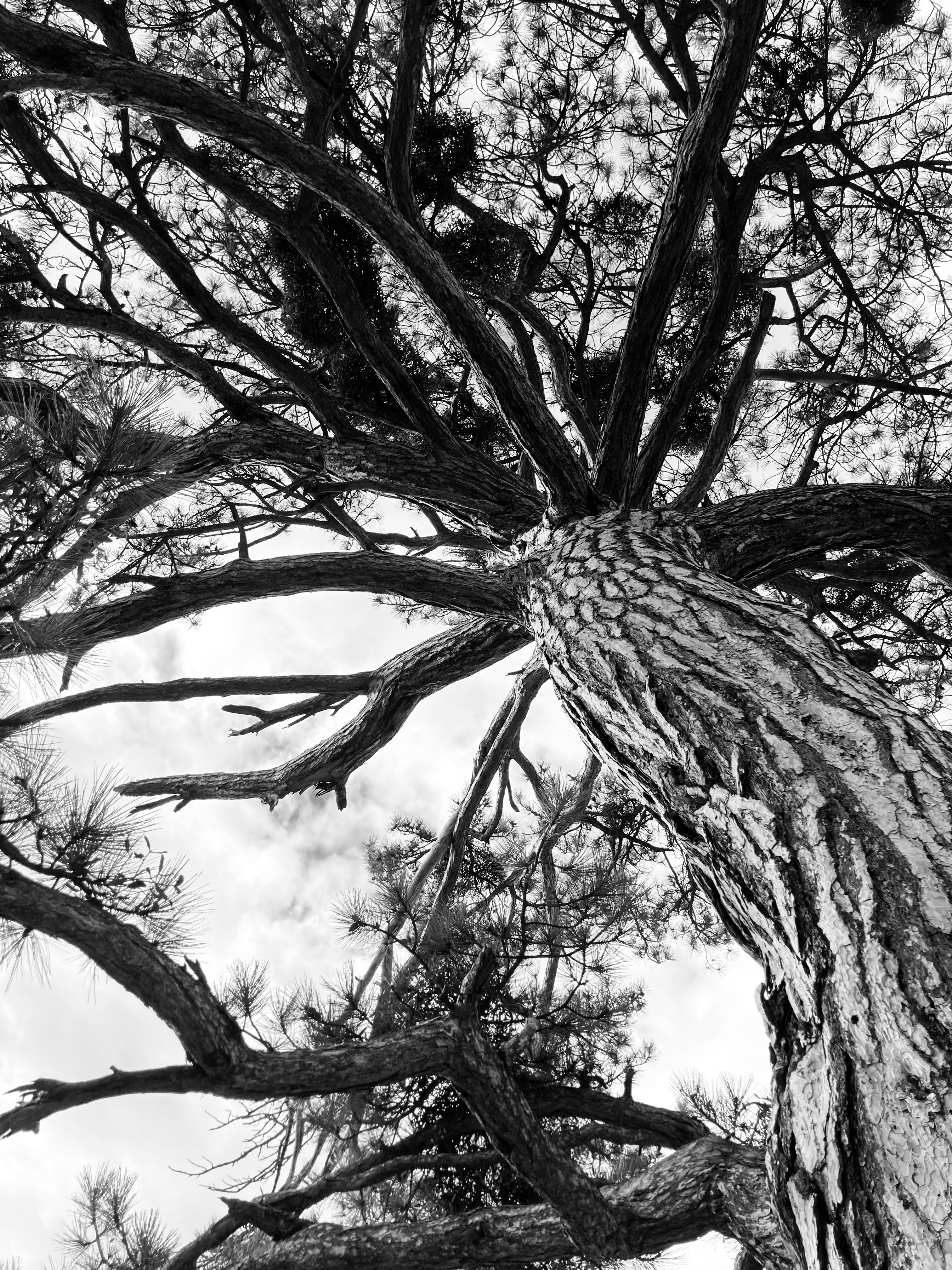 Gray Scale Photography of Trees Surrounded by Body of Water · Free ...