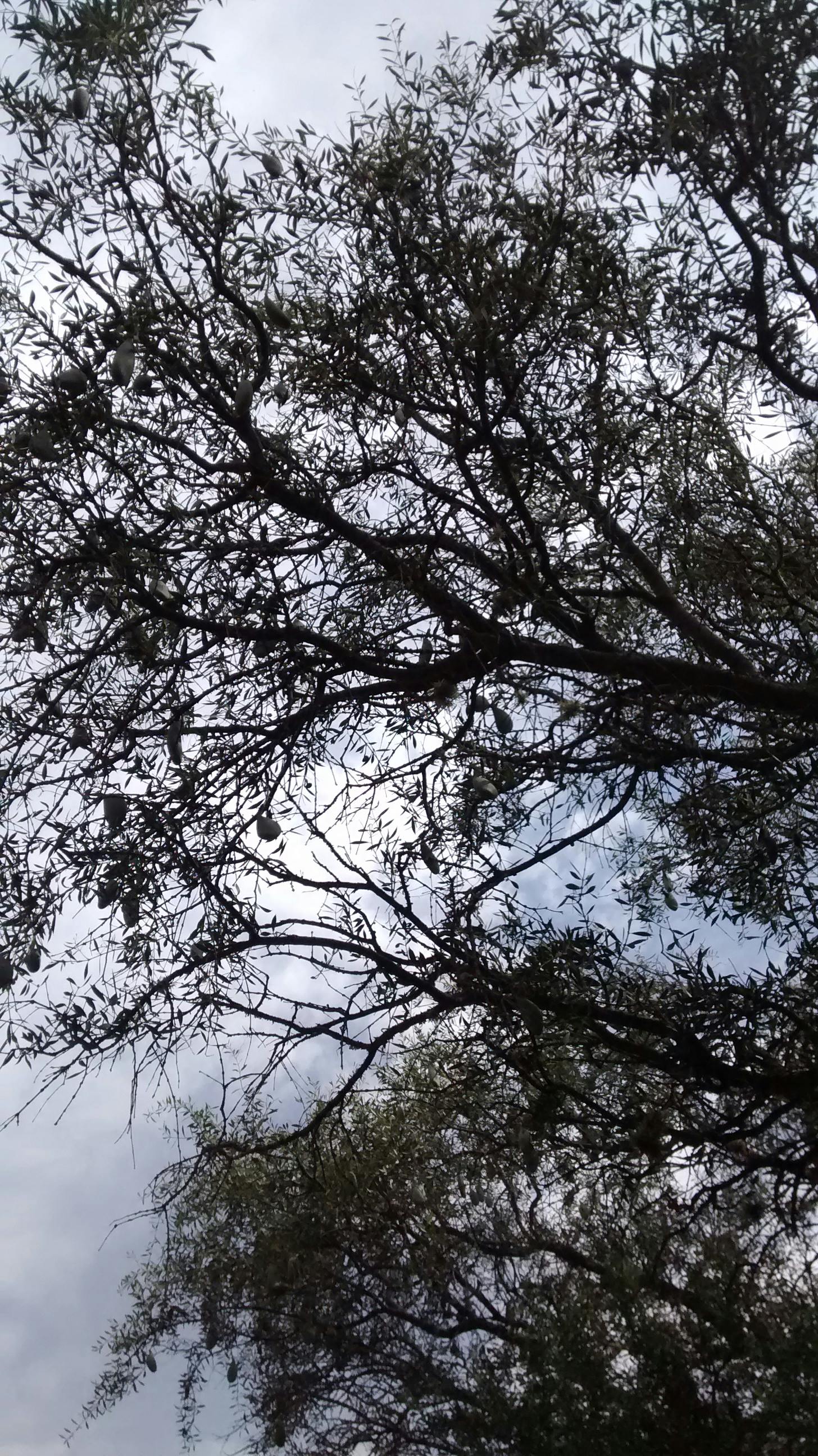 Free stock photo of quebracho blanco