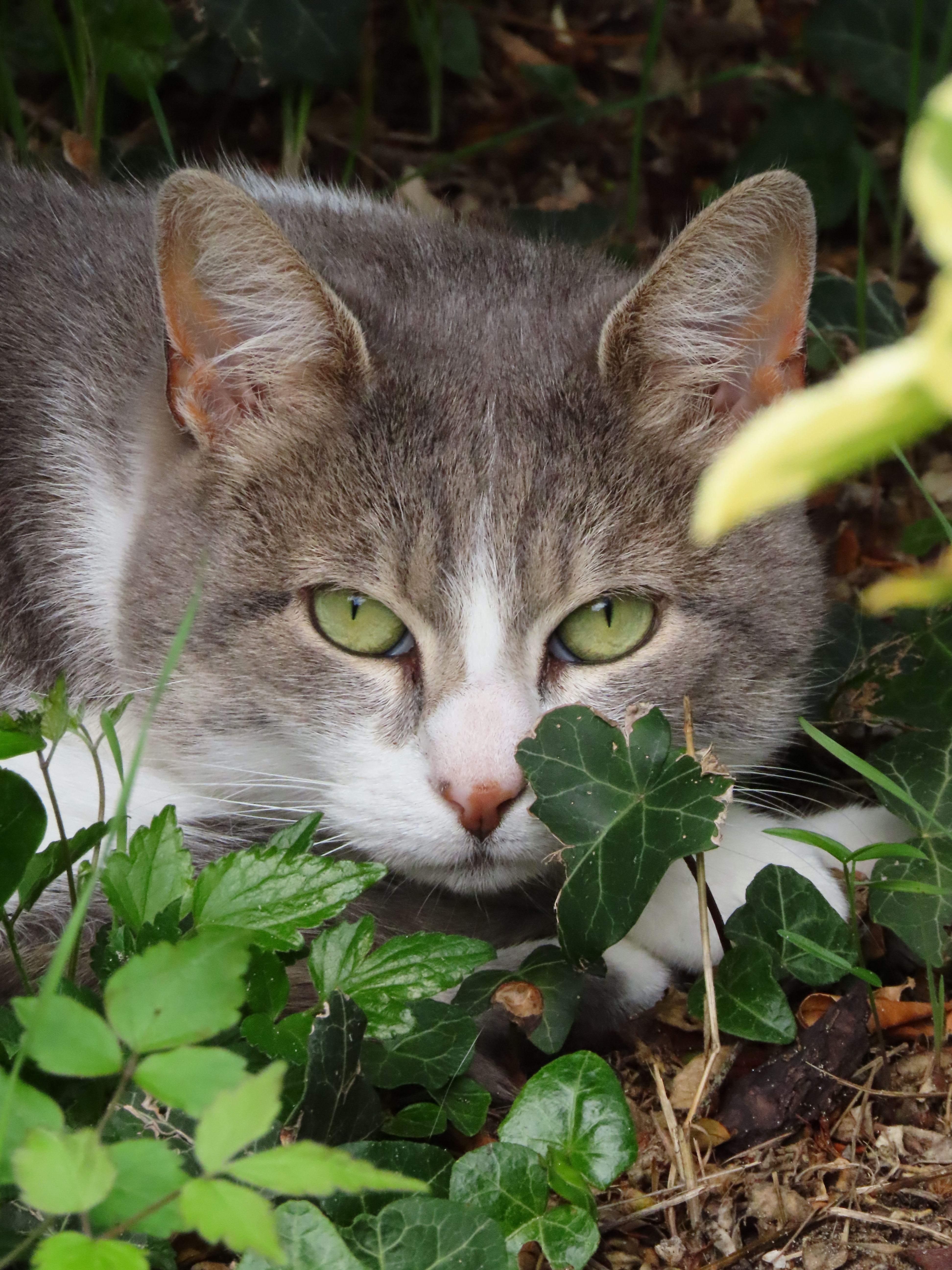 Fluffy Cat in Garden · Free Stock Photo
