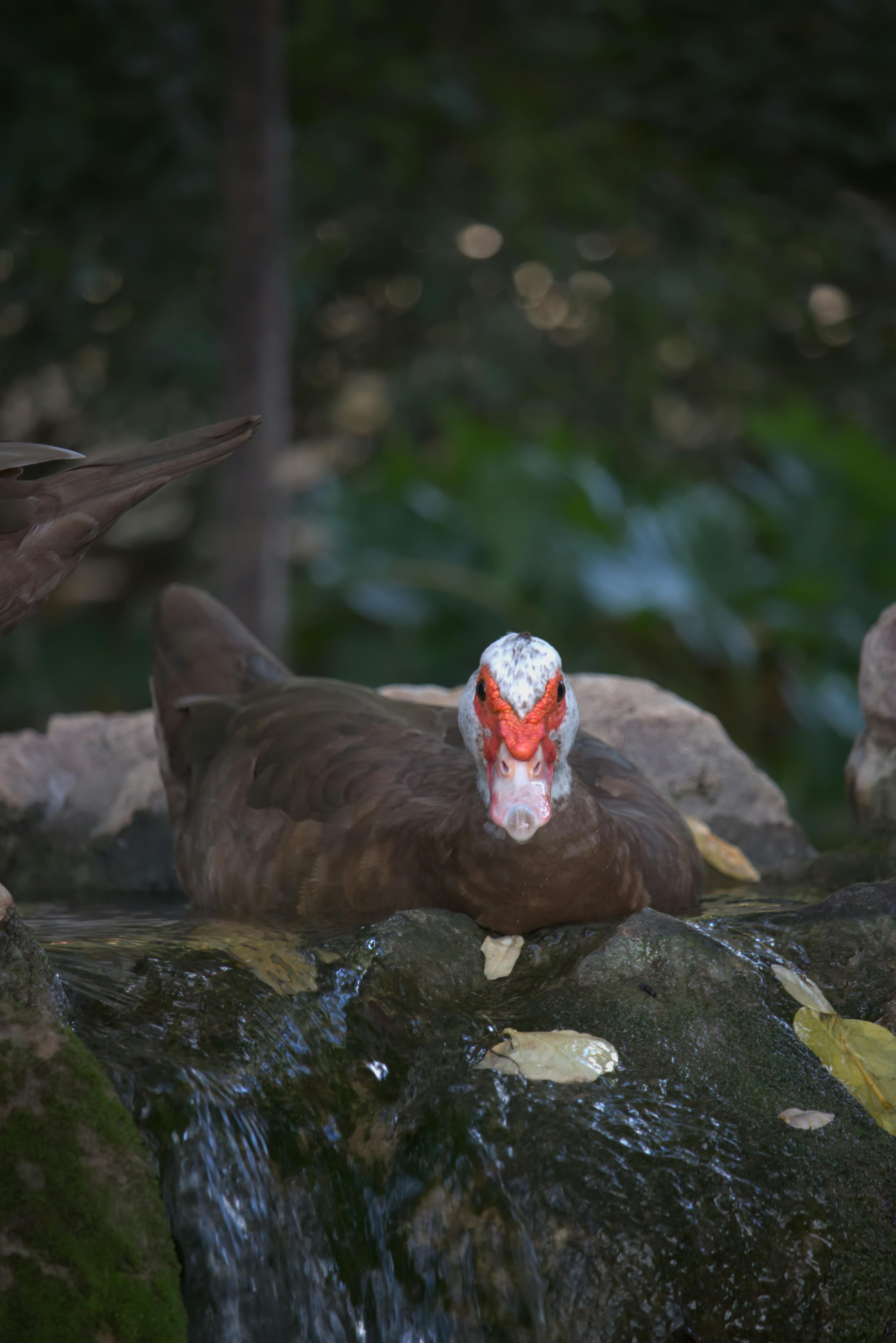 Piping Duck Photos, Download The BEST Free Piping Duck Stock Photos ...
