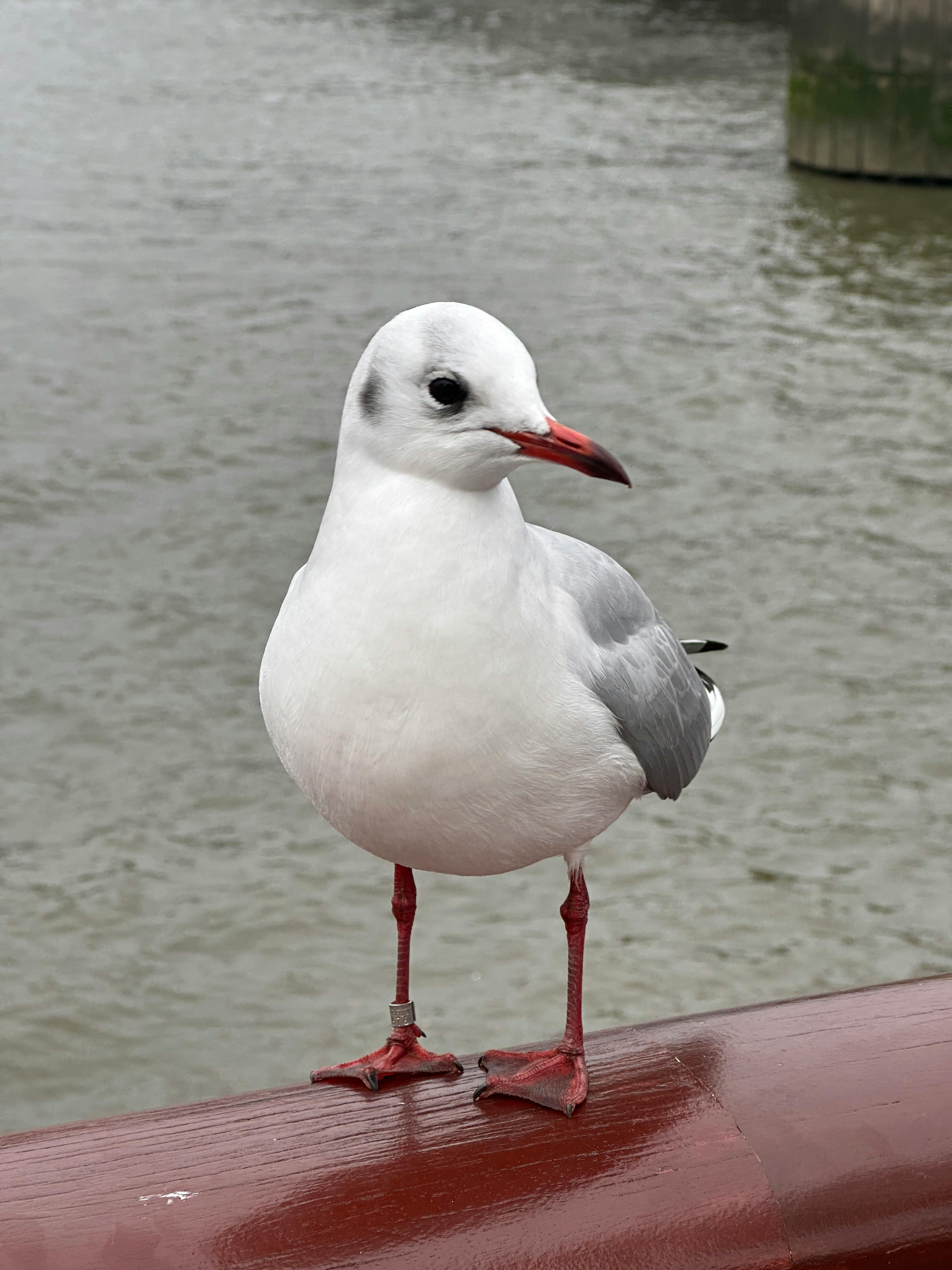 Seagull Flying in Air · Free Stock Photo