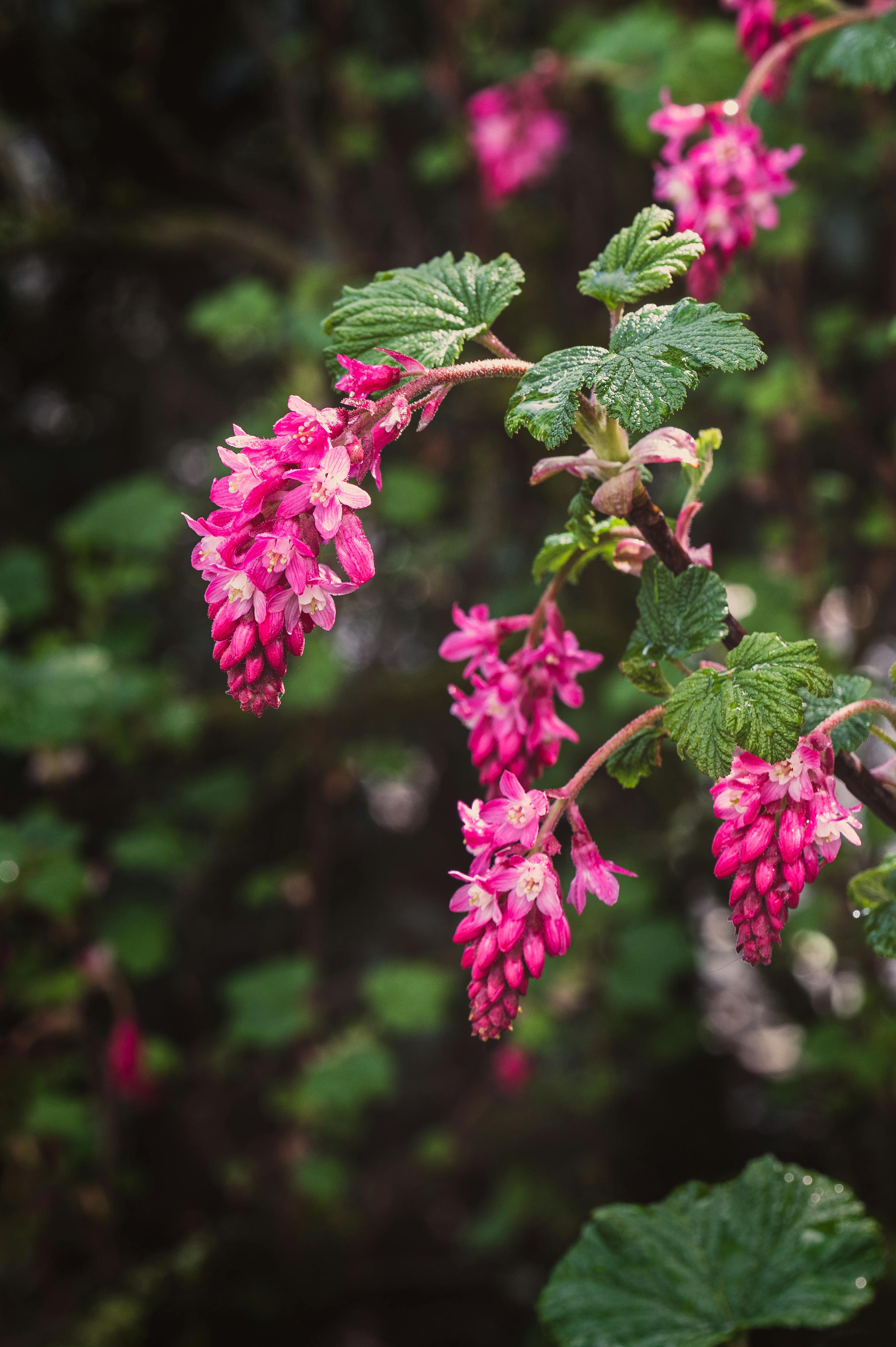 Pink Flowers of Red Currant · Free Stock Photo