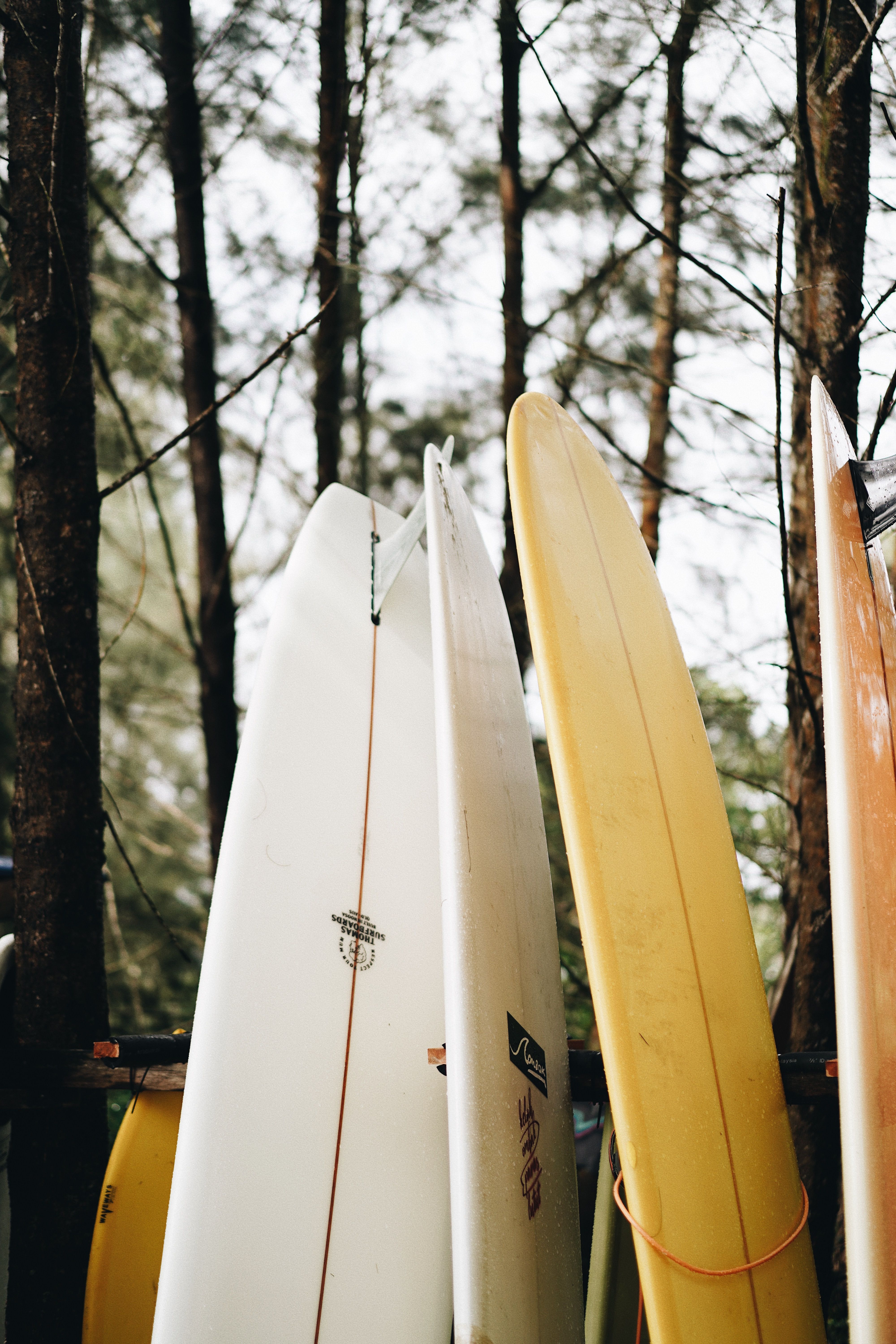 Surfboards+By+Coconut+Trees Photos, Download The BEST Free Surfboards ...