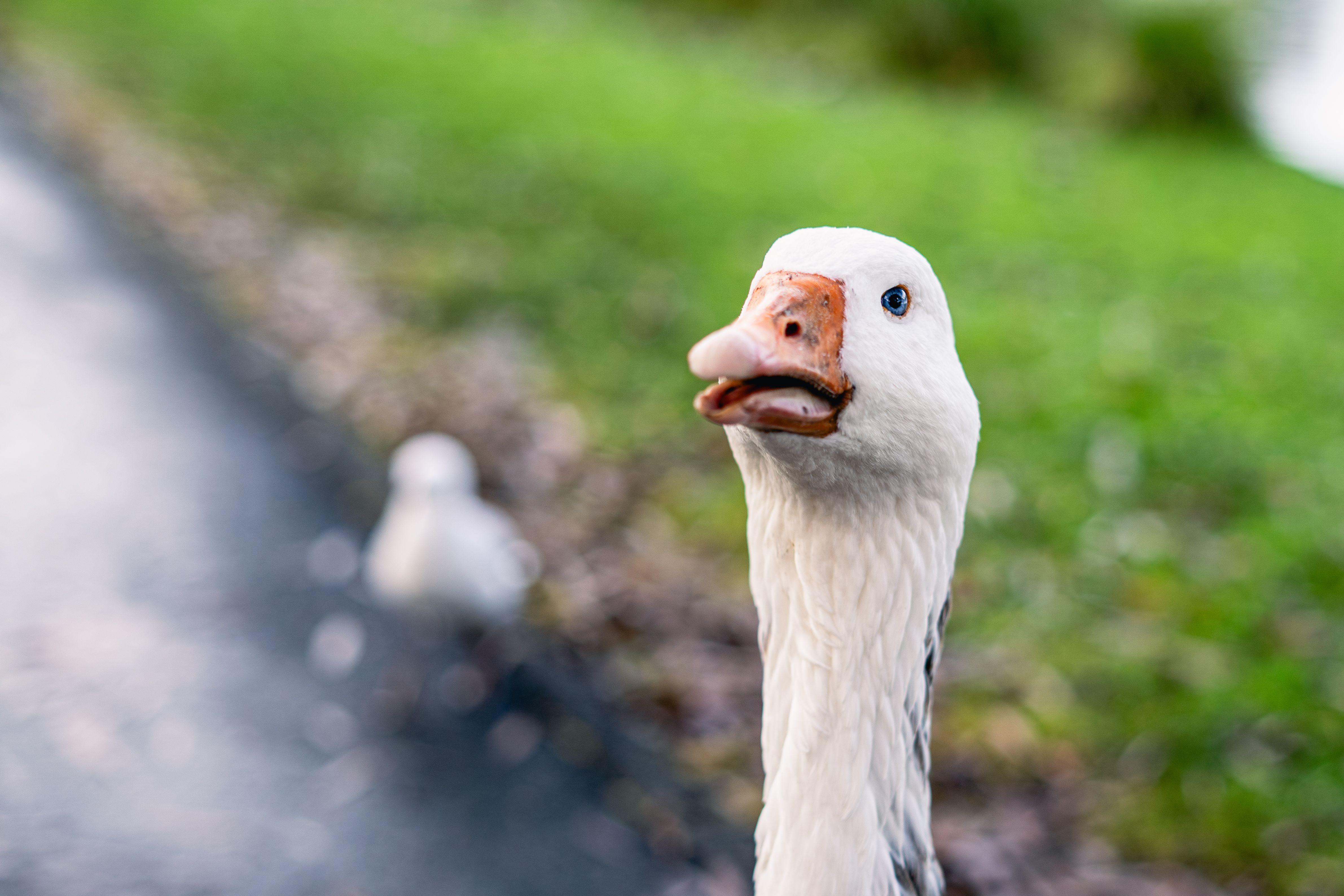Portrait of a Canada Goose Standing on Grass · Free Stock Photo