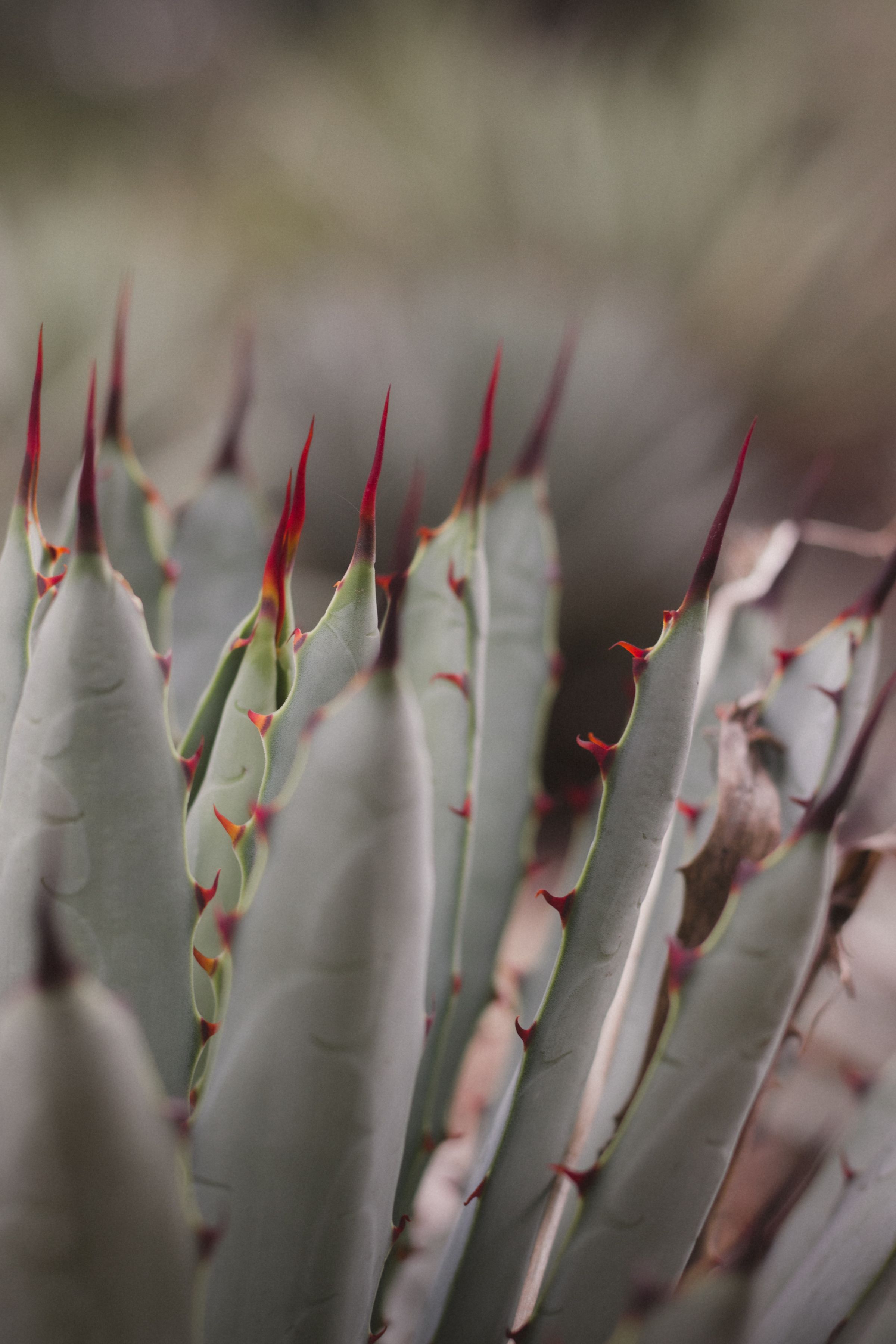 Closeup of a Spiky Succulent · Free Stock Photo