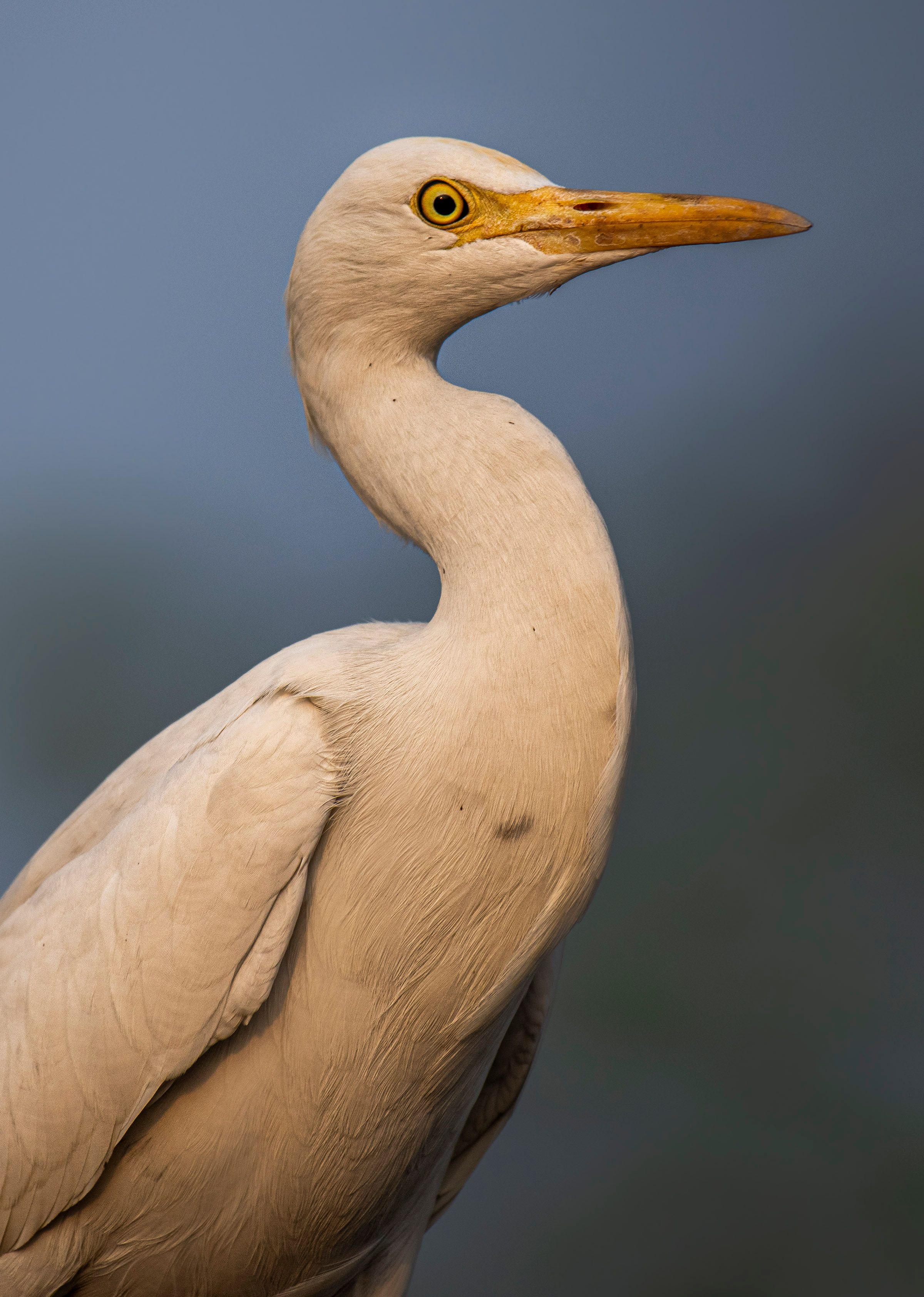 Portrait of Egret Bird · Free Stock Photo