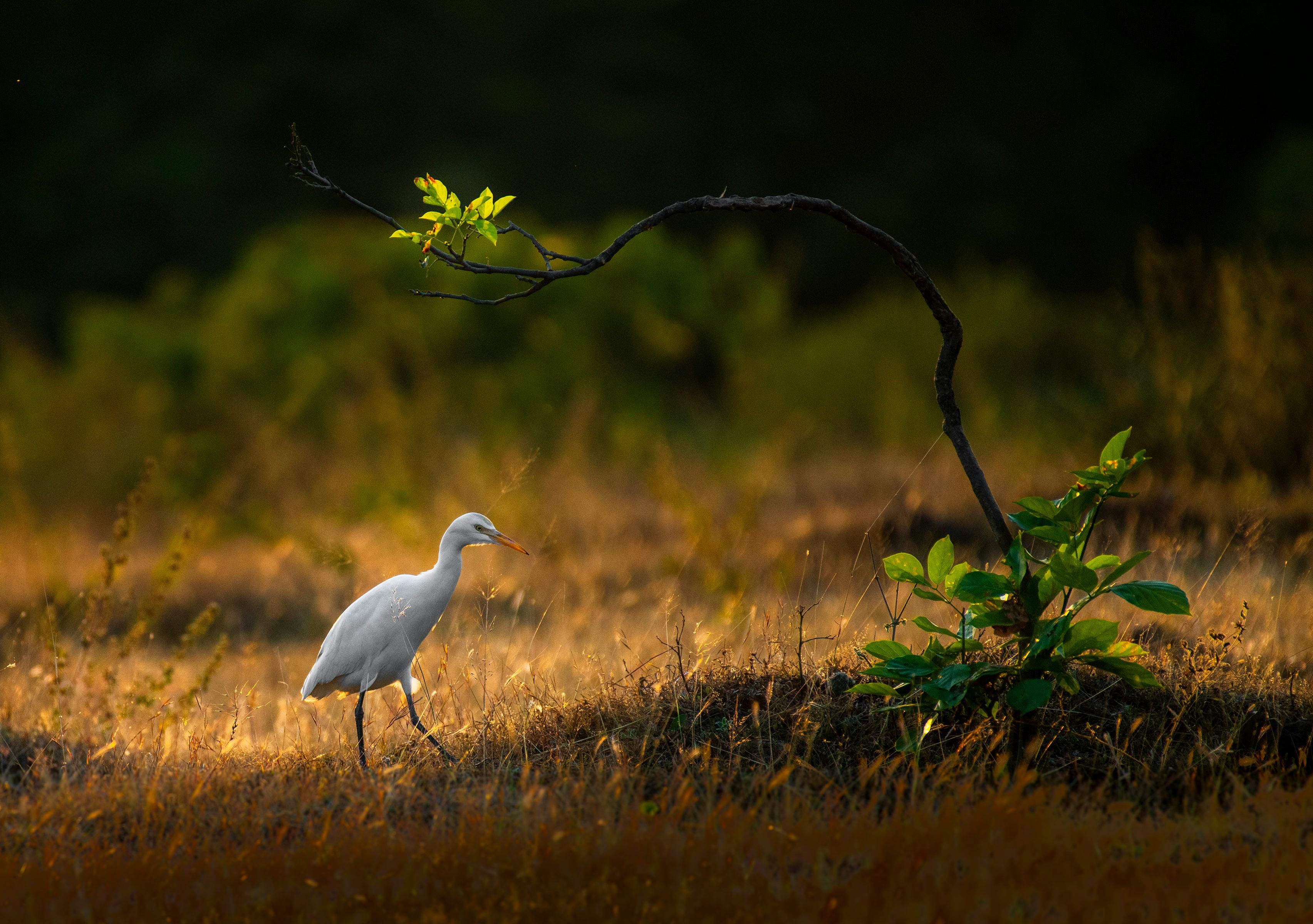 Egret On Dock Photos, Download The BEST Free Egret On Dock Stock Photos ...