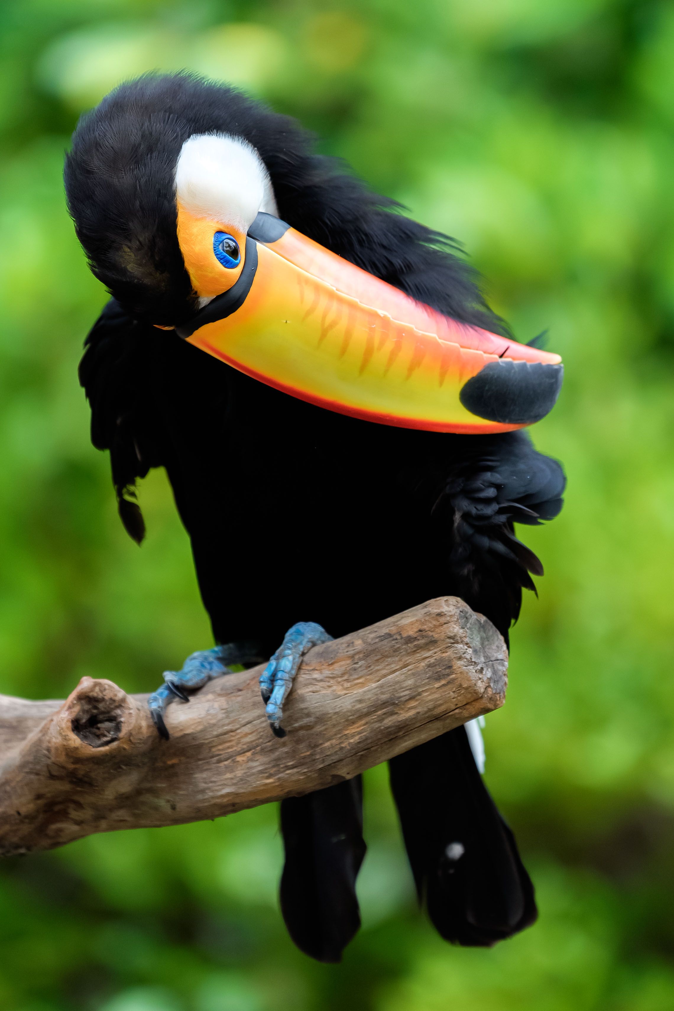 Toucan Photos, Download The BEST Free Toucan Stock Photos & HD Images