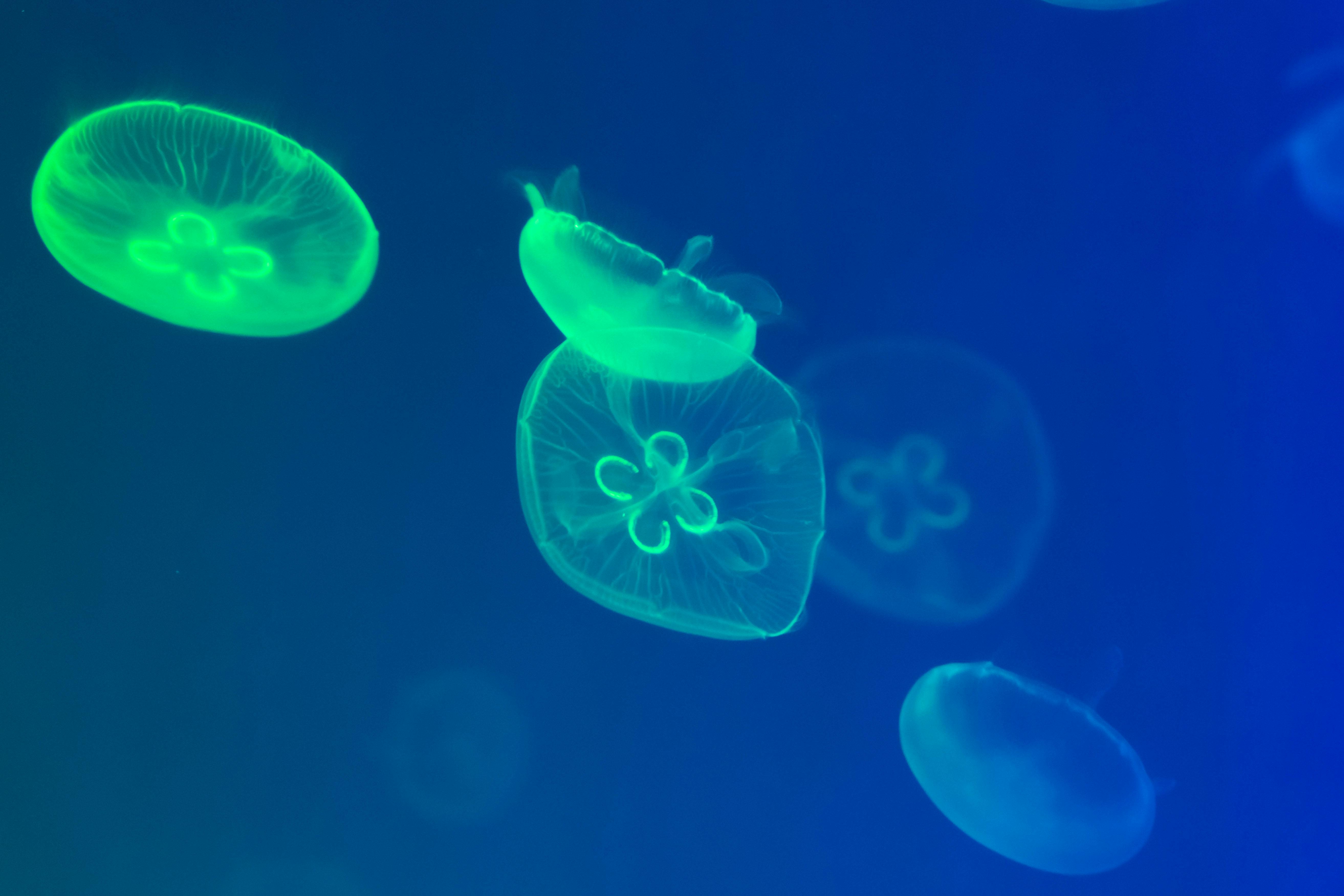 Close-up of Cerianthidae in the Deep Sea · Free Stock Photo