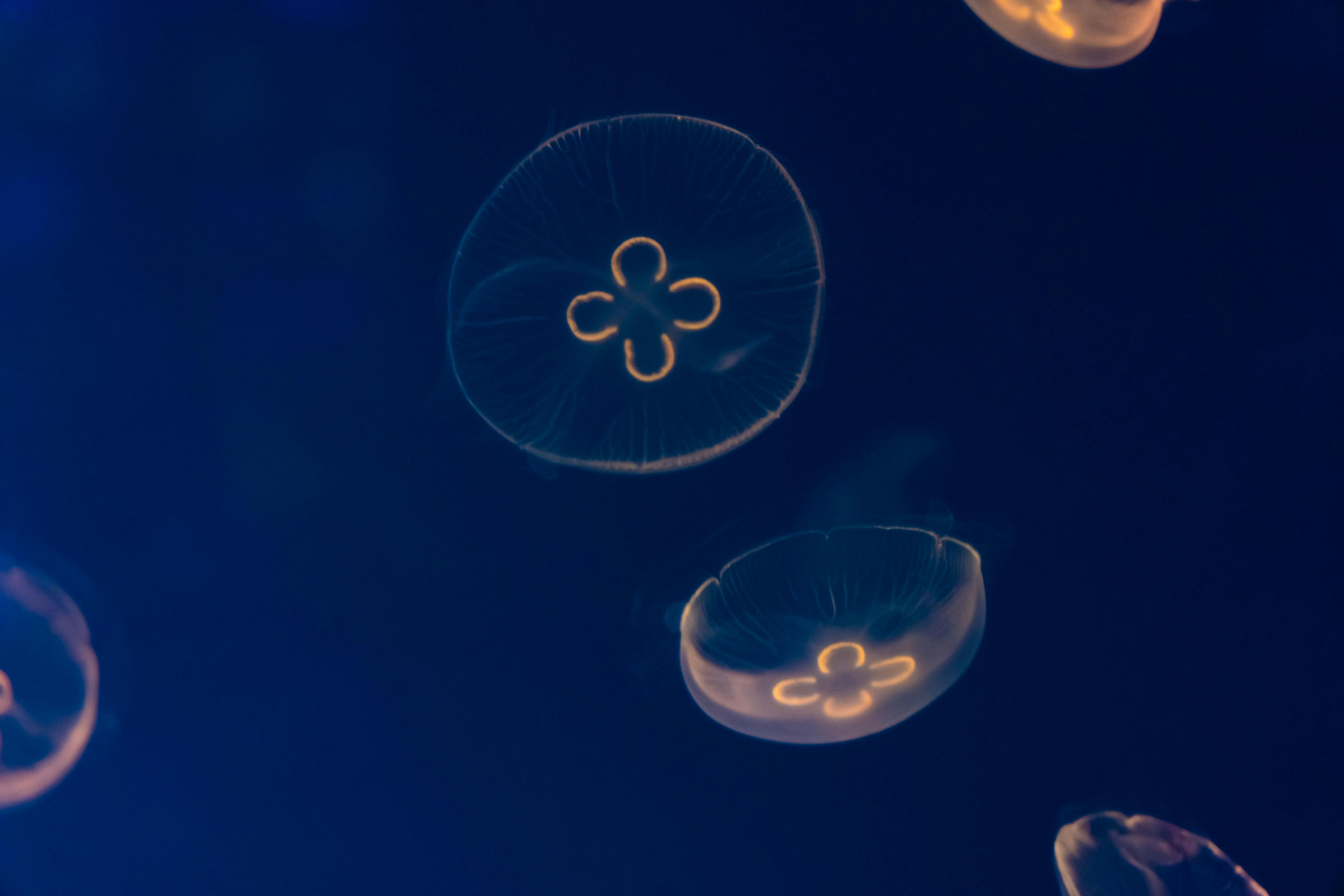 Close-up of Cerianthidae in the Deep Sea · Free Stock Photo