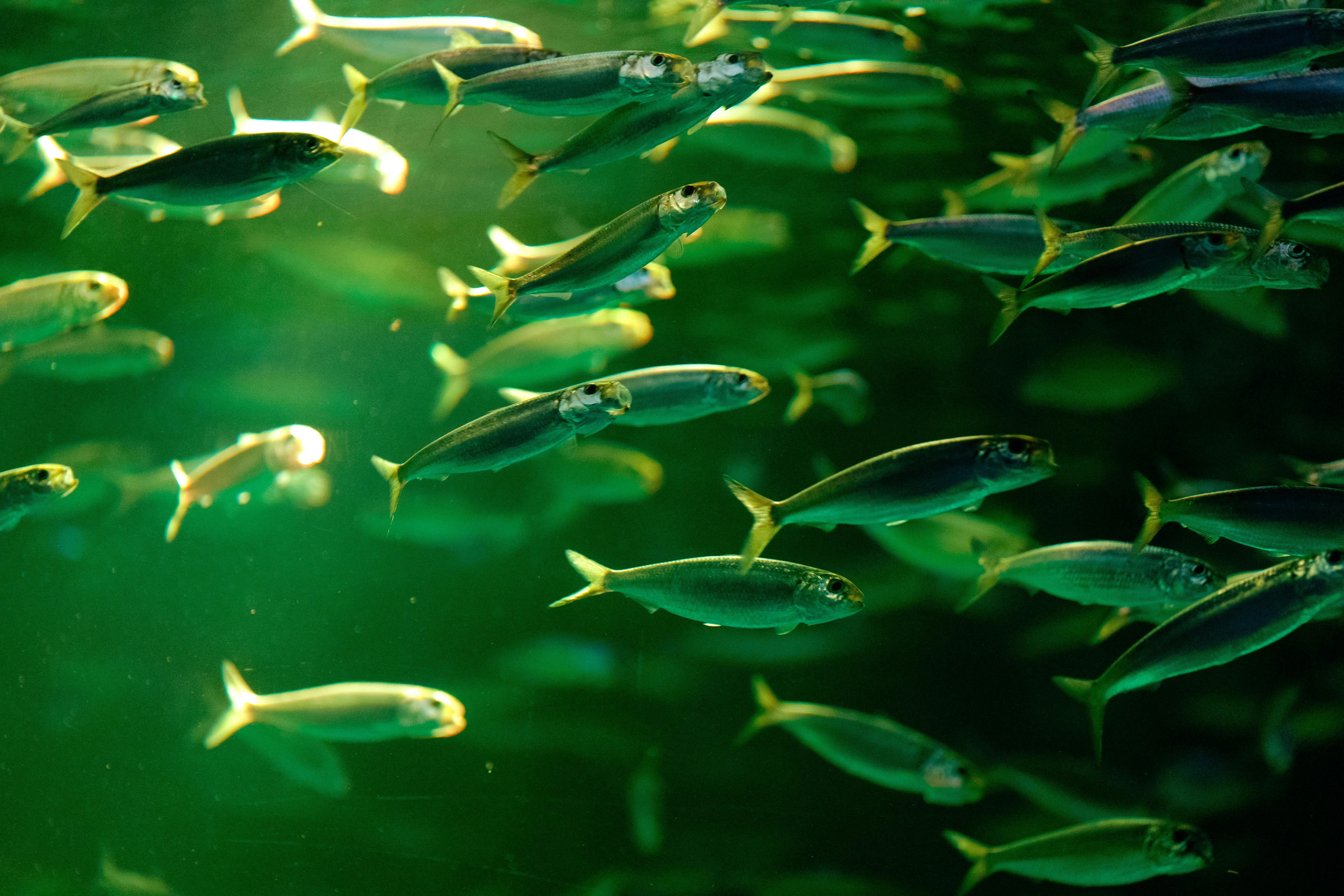 A School of Fish · Free Stock Photo