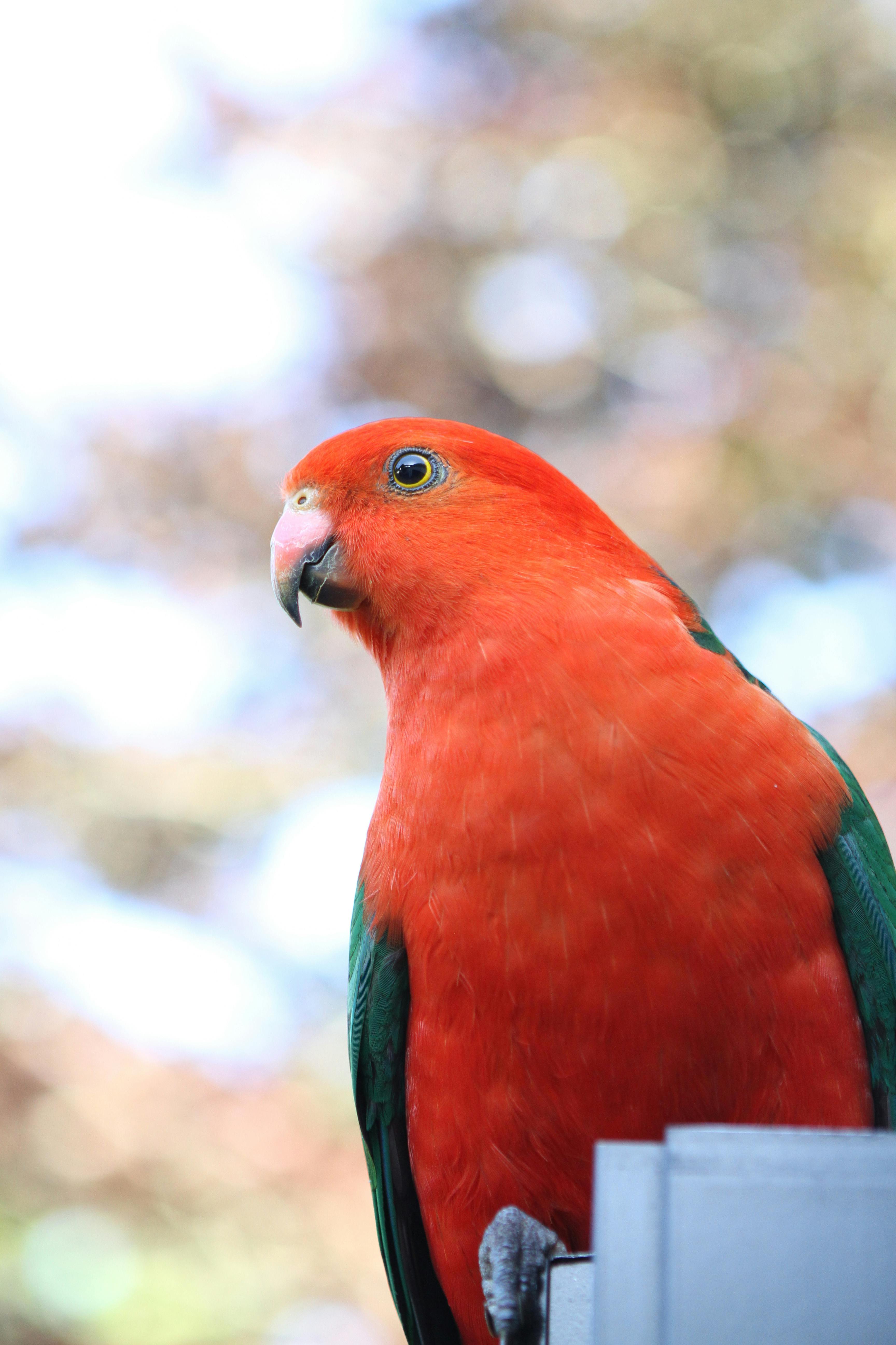 King Parrot Photos, Download The BEST Free King Parrot Stock Photos ...