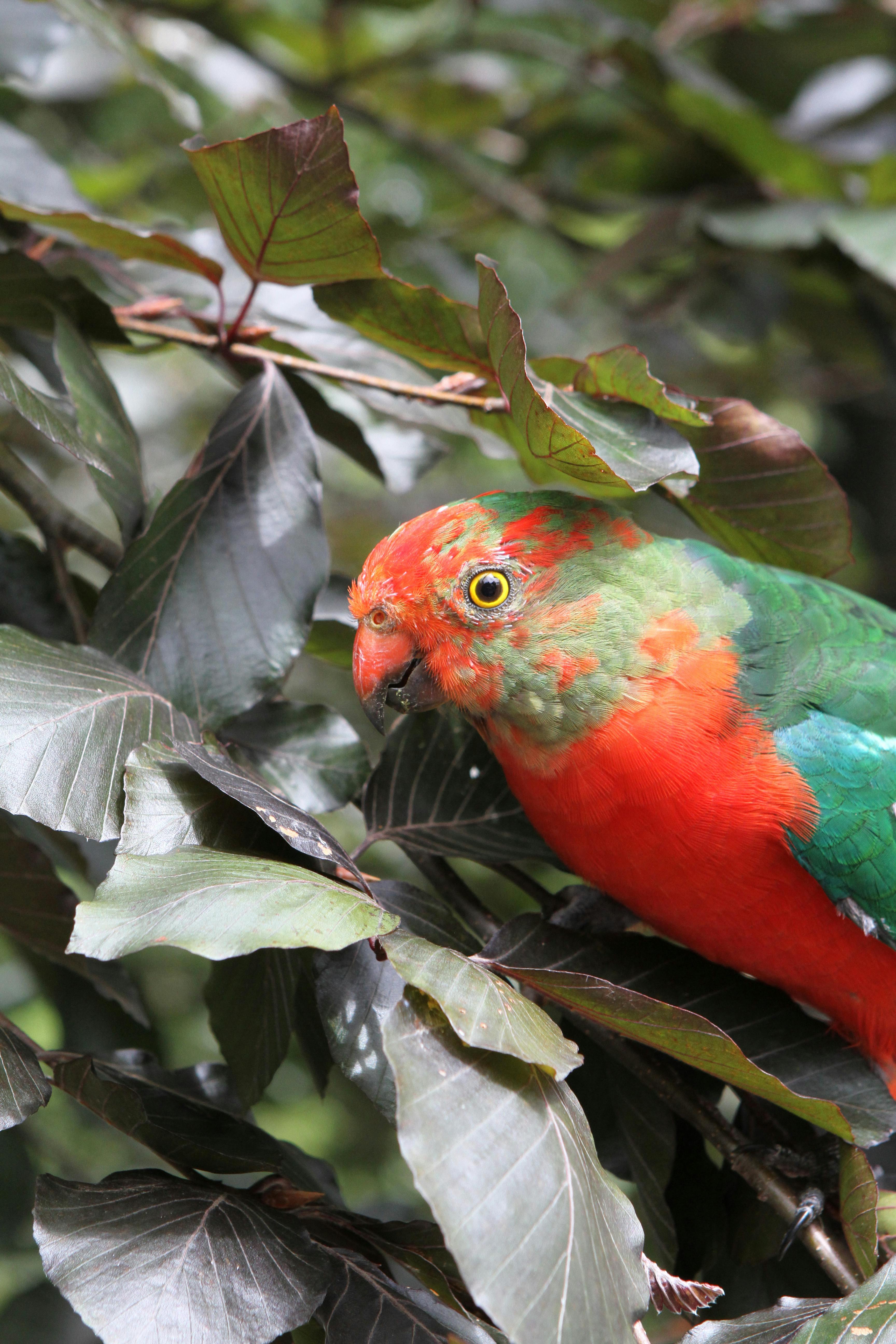 Parrot Photo Photos, Download The BEST Free Parrot Photo Stock Photos ...