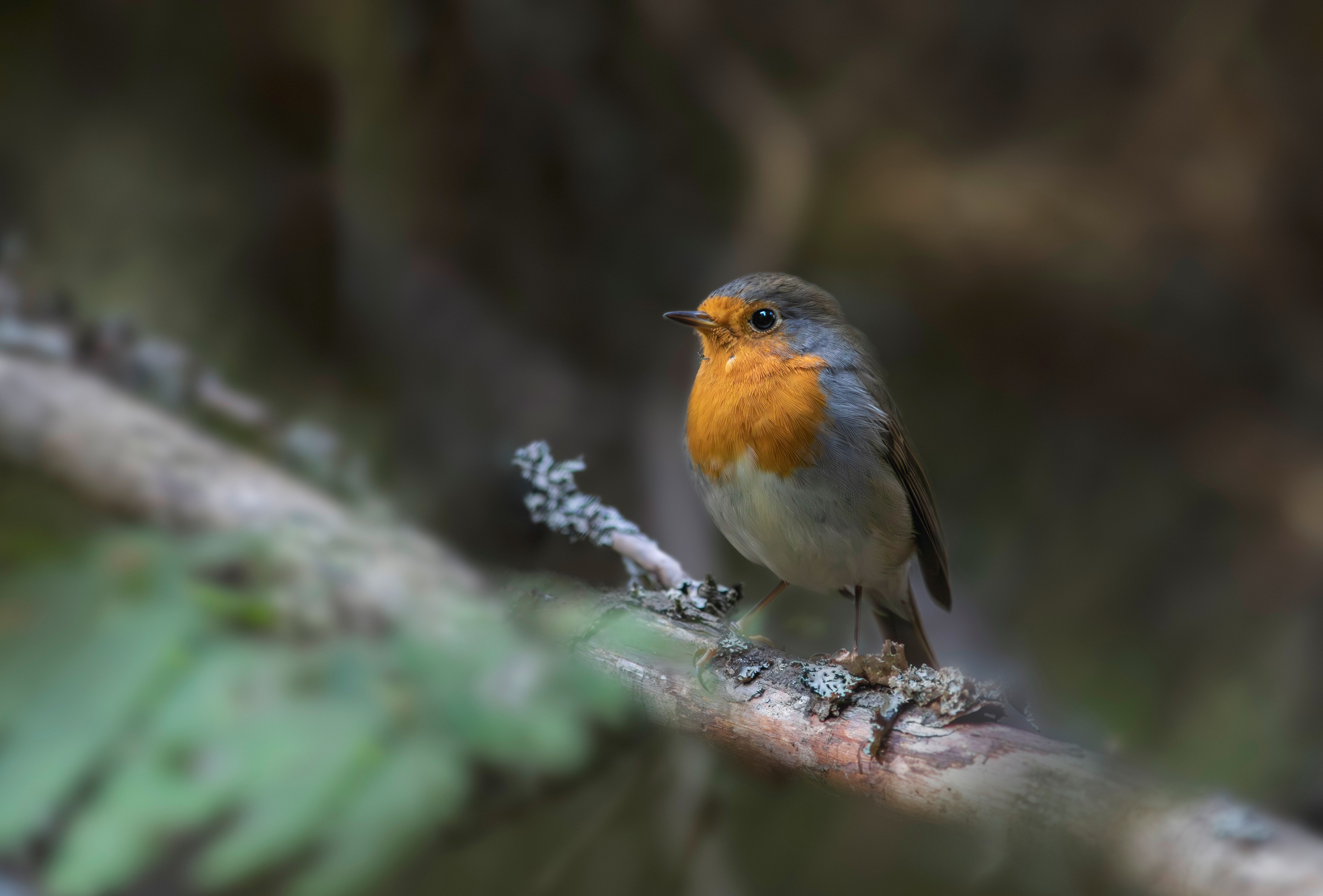 Eye August Robin Photos, Download The BEST Free Eye August Robin Stock ...