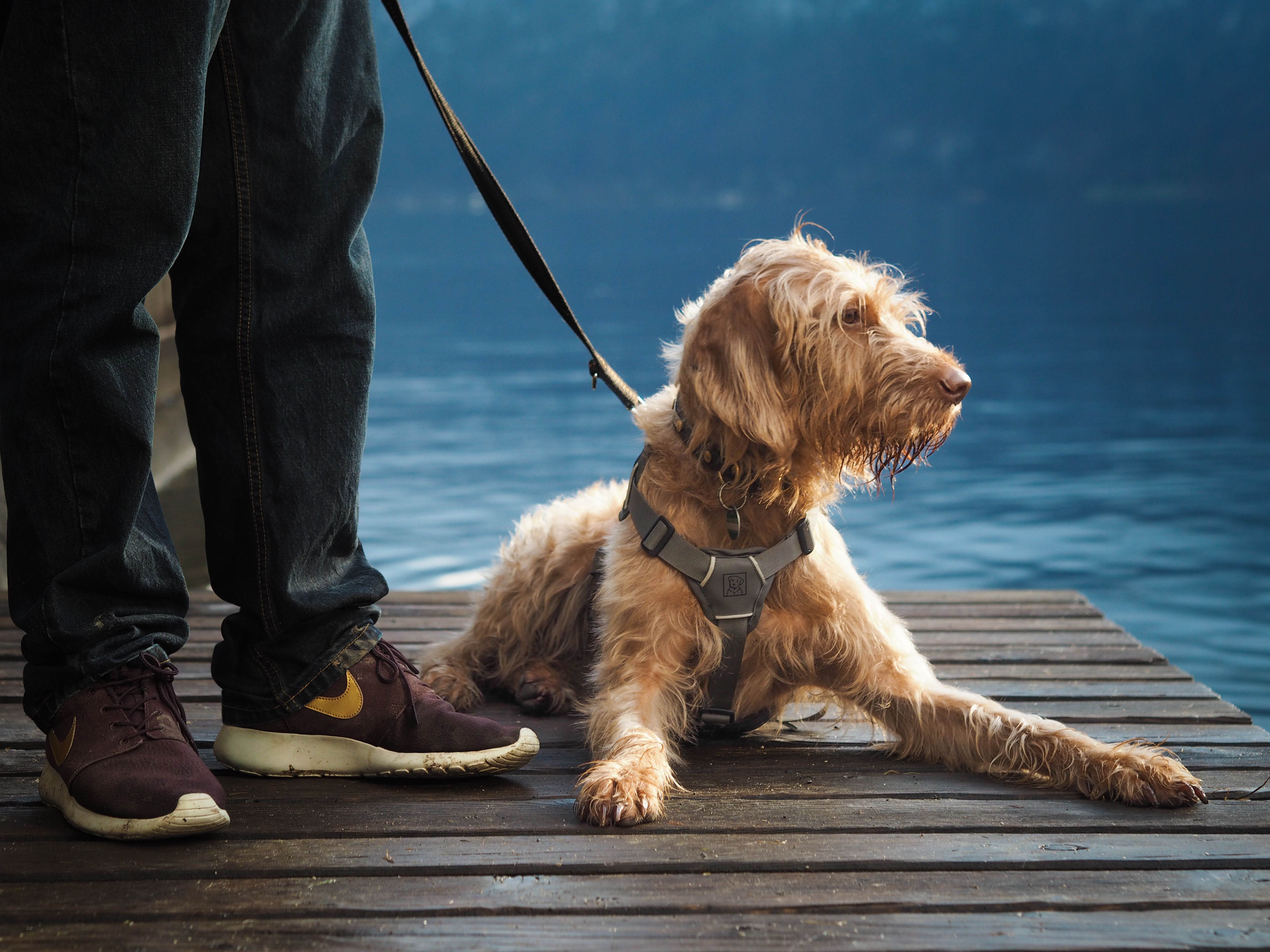 A Man Standing on a Pier with a Dog on the Leash · Free Stock Photo