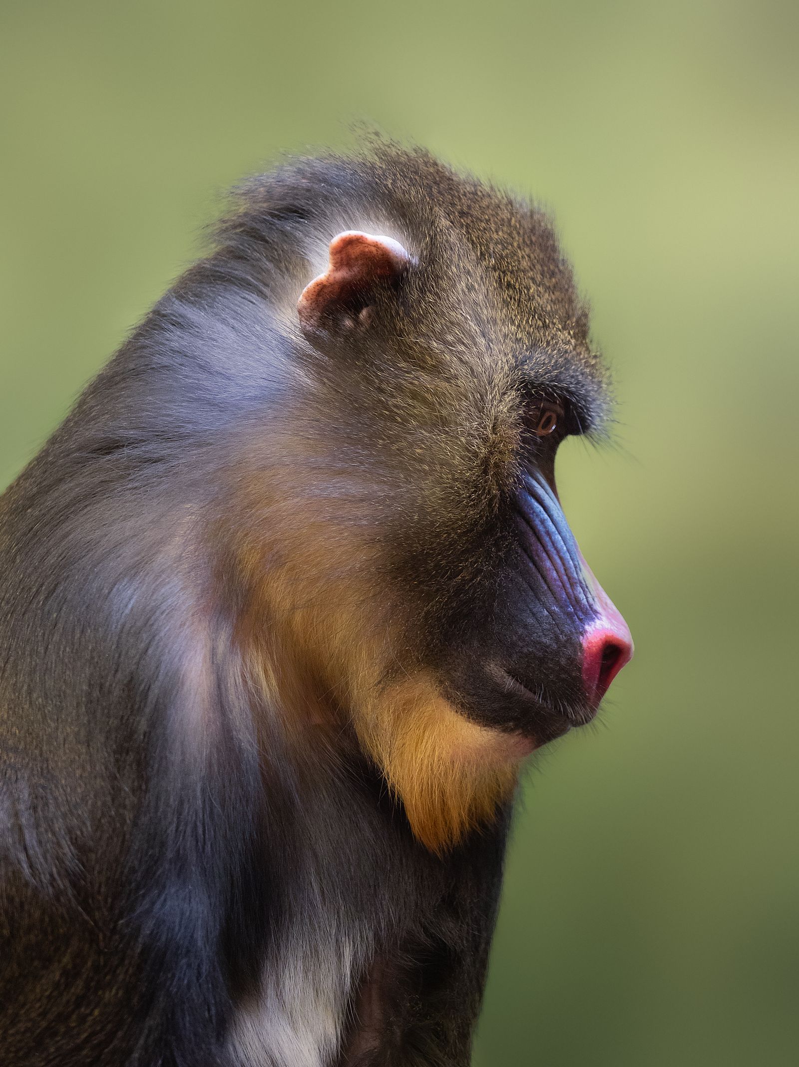 58+ Fotos y Imágenes de Mandril Gratis · Banco de Fotos Gratis