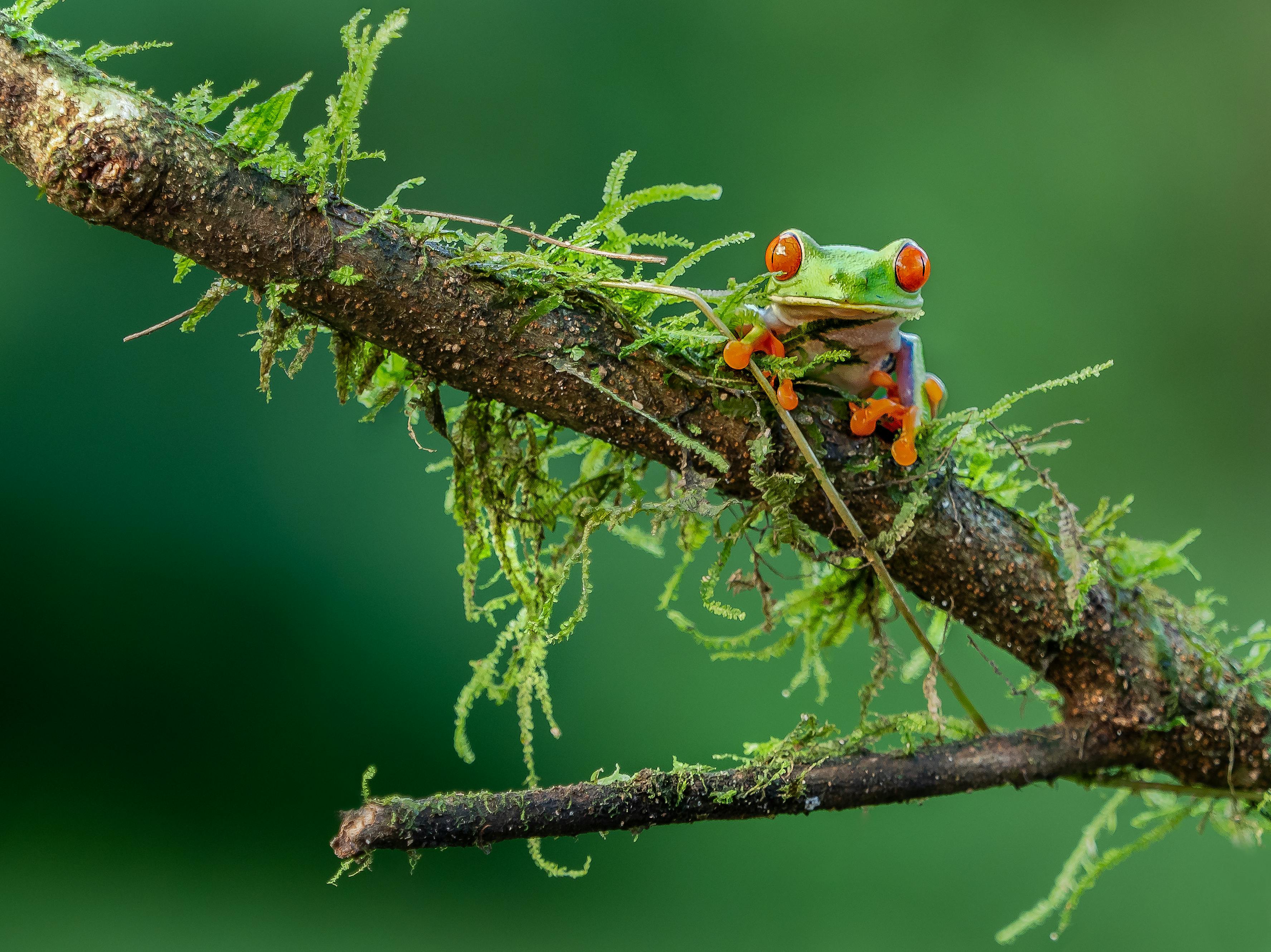 Frog on Branch · Free Stock Photo