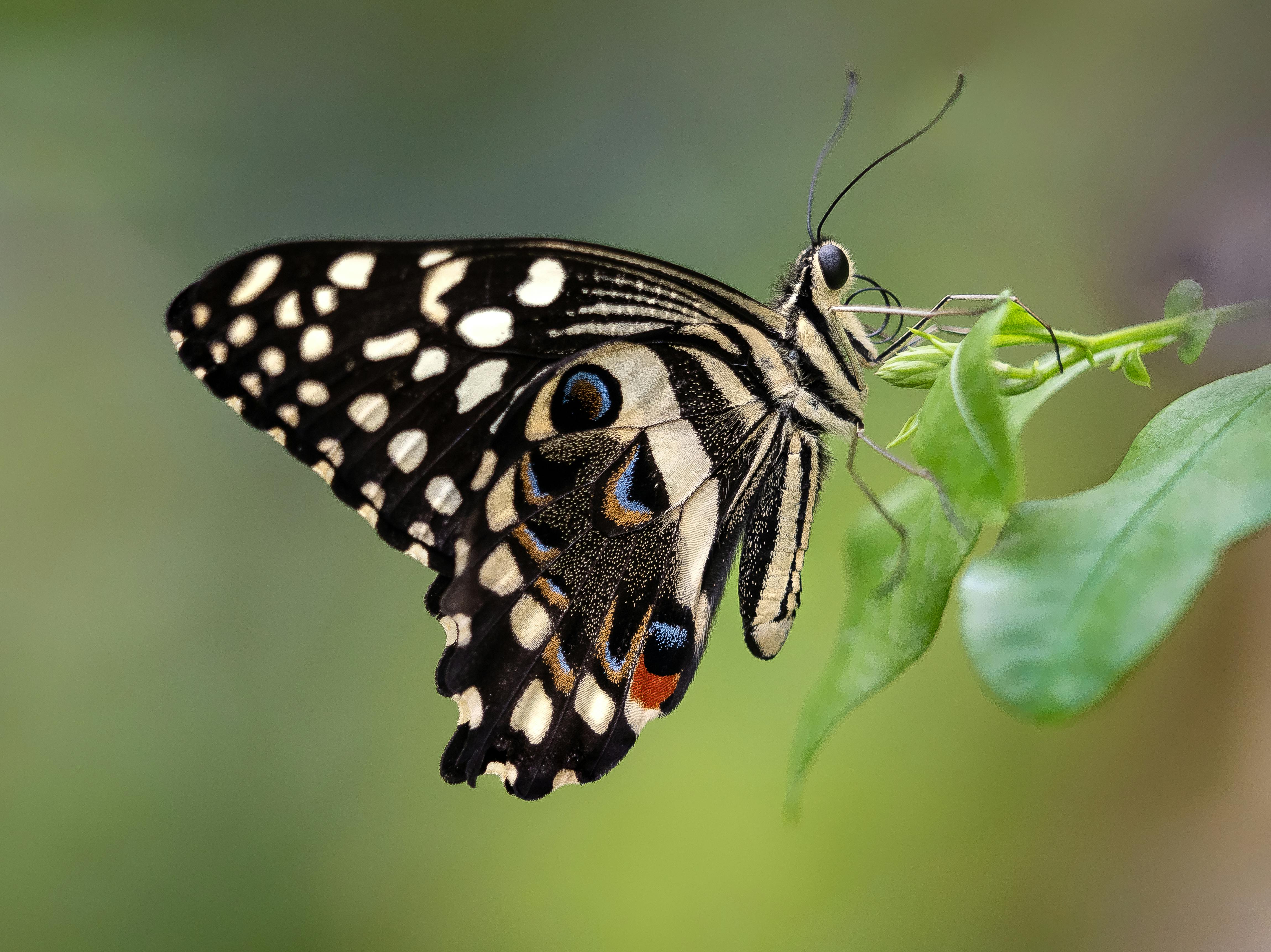 Checkered Swallowtail Butterfly · Free Stock Photo