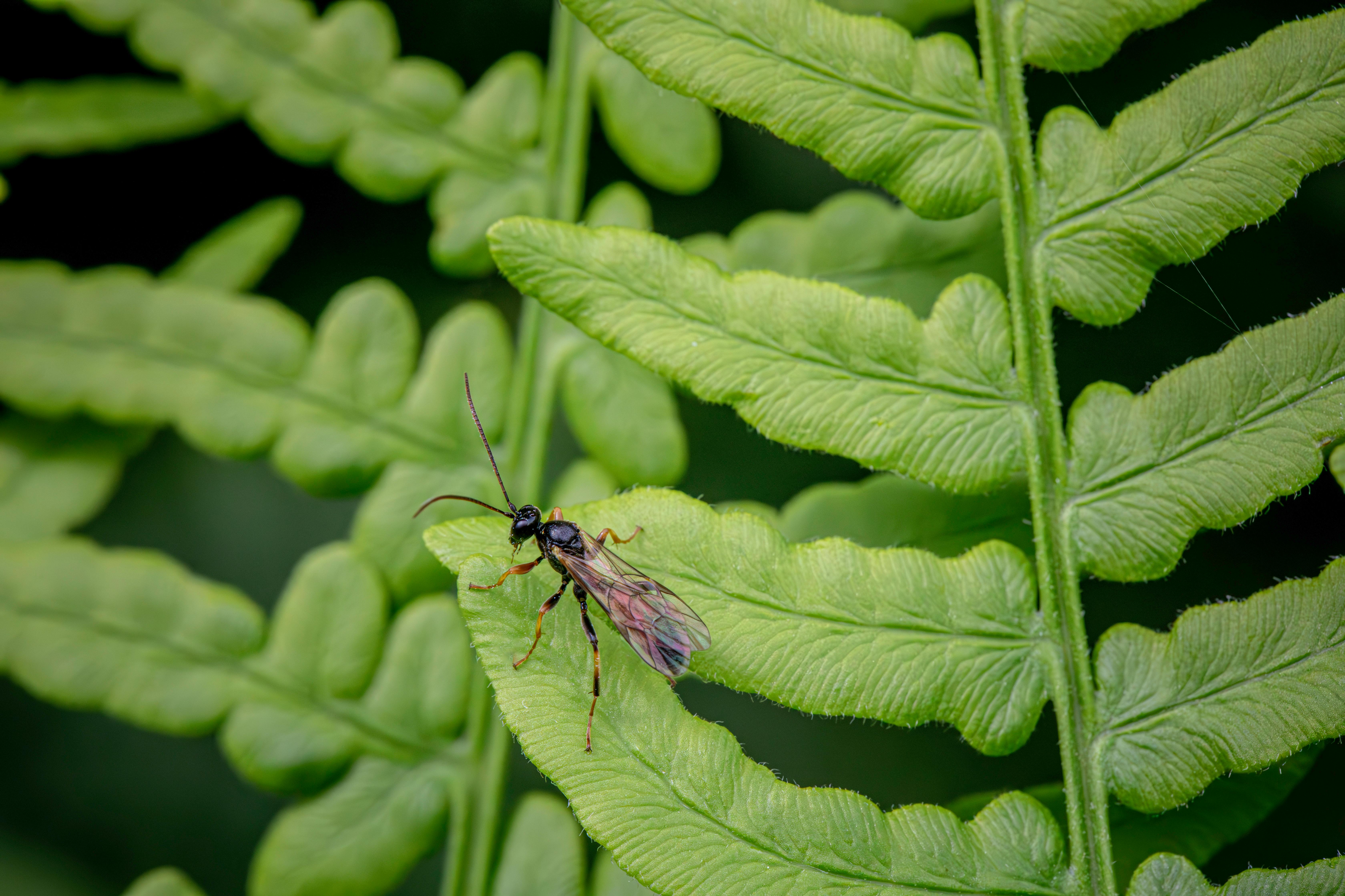 Insect on Leaves · Free Stock Photo