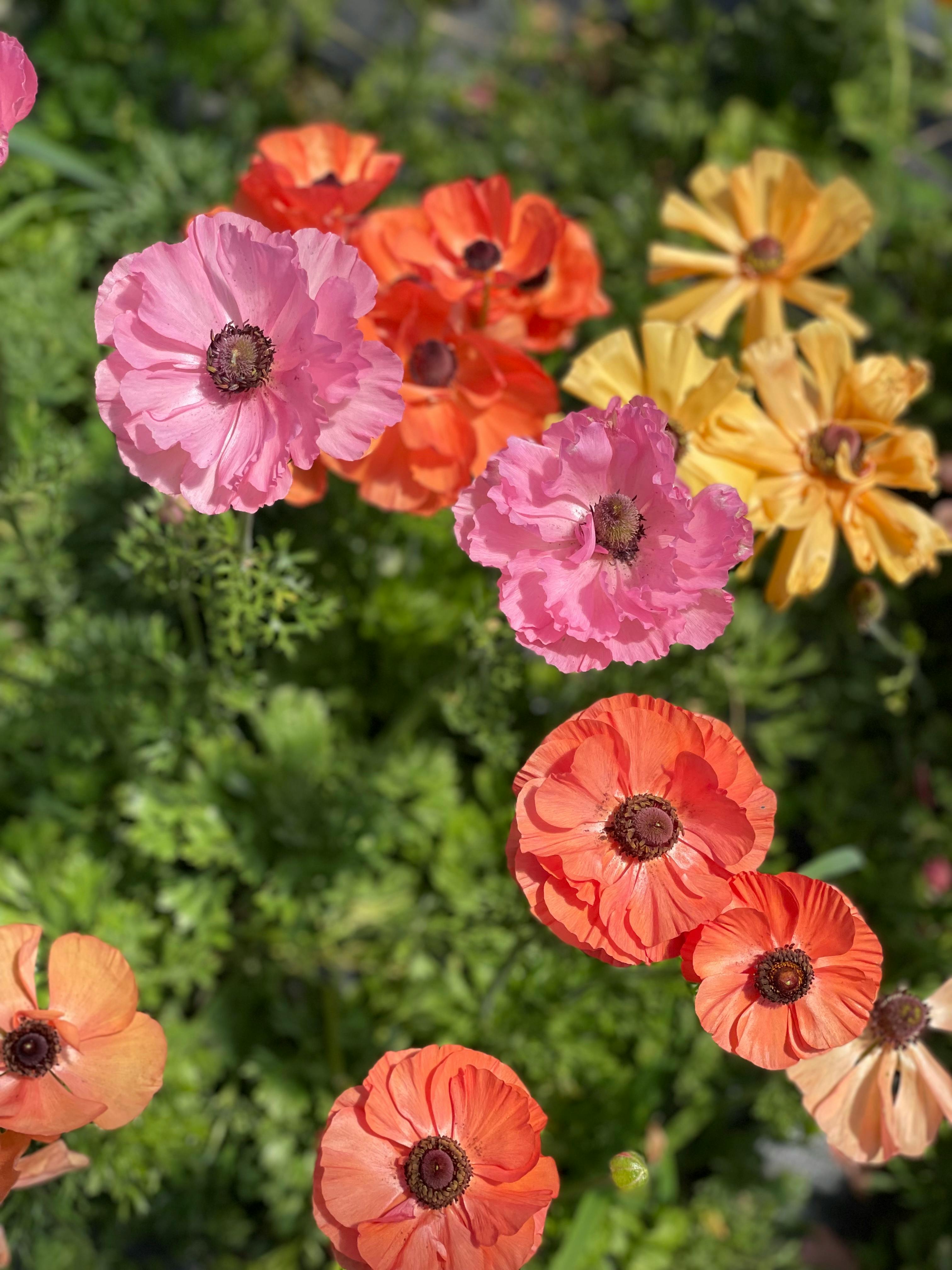 Ranunculaceae Photos, Download The BEST Free Ranunculaceae Stock Photos ...