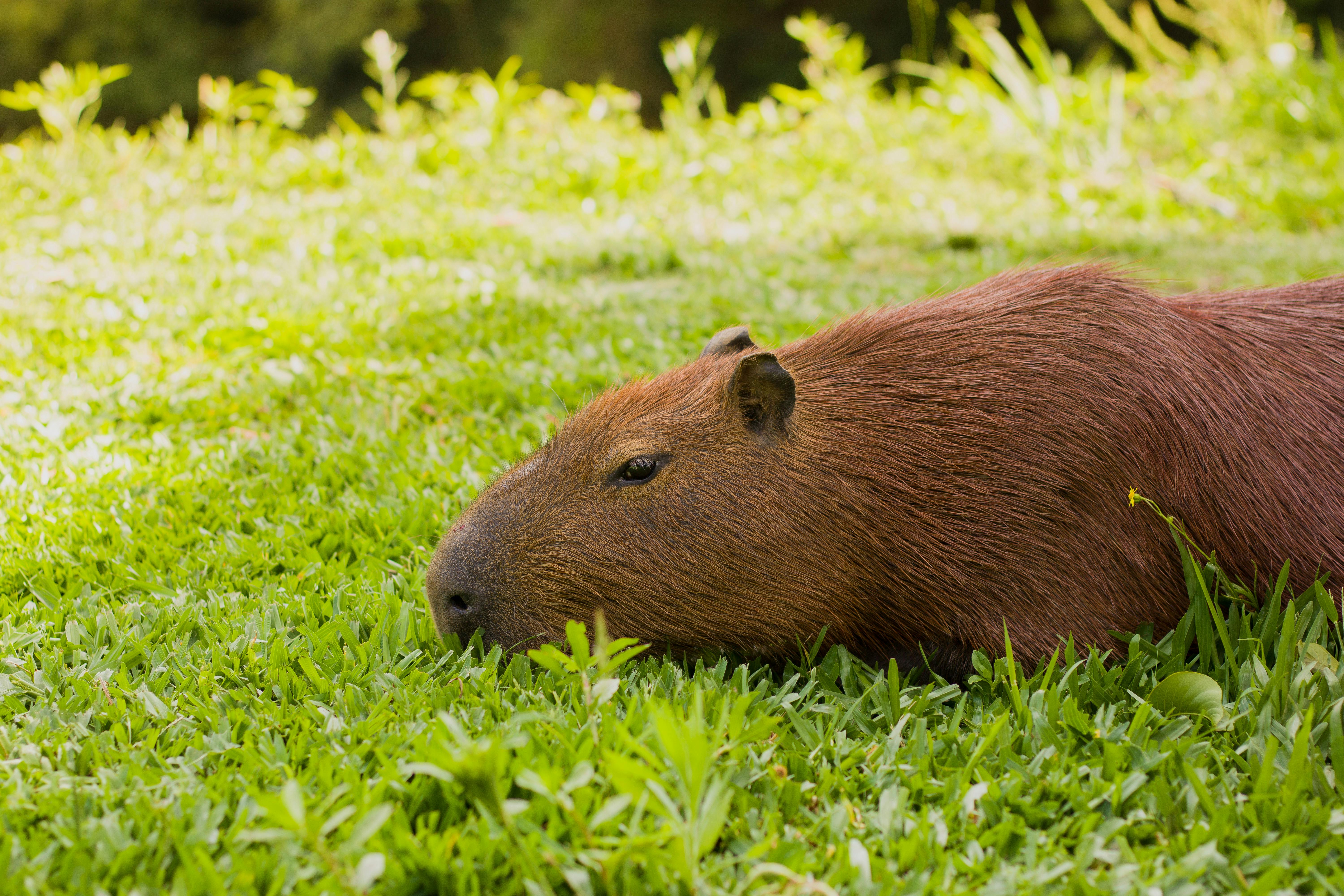 Photo of 3 Capybara Standing Near Wooden Branch and Grass · Free Stock ...