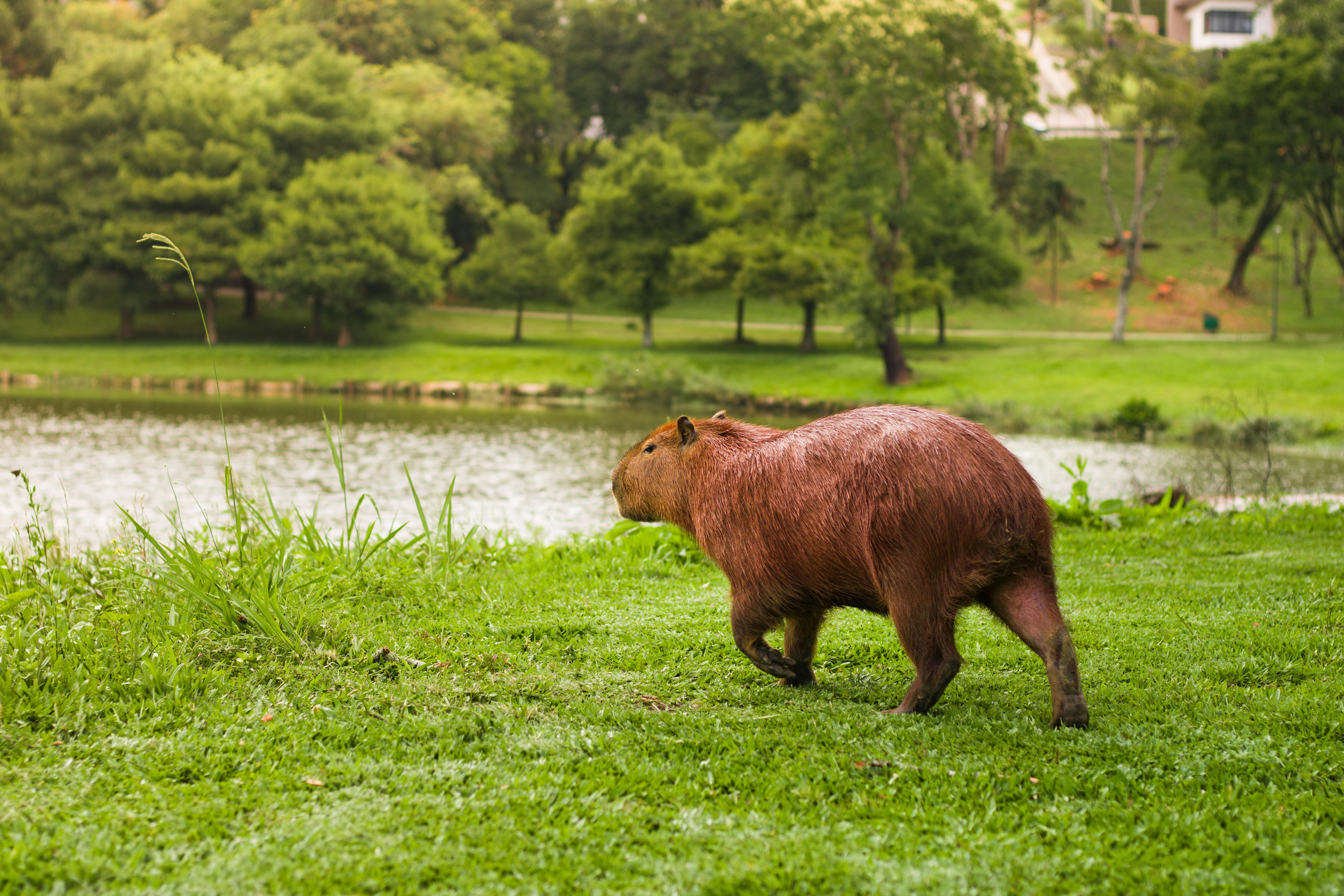 Photo of 3 Capybara Standing Near Wooden Branch and Grass · Free Stock ...