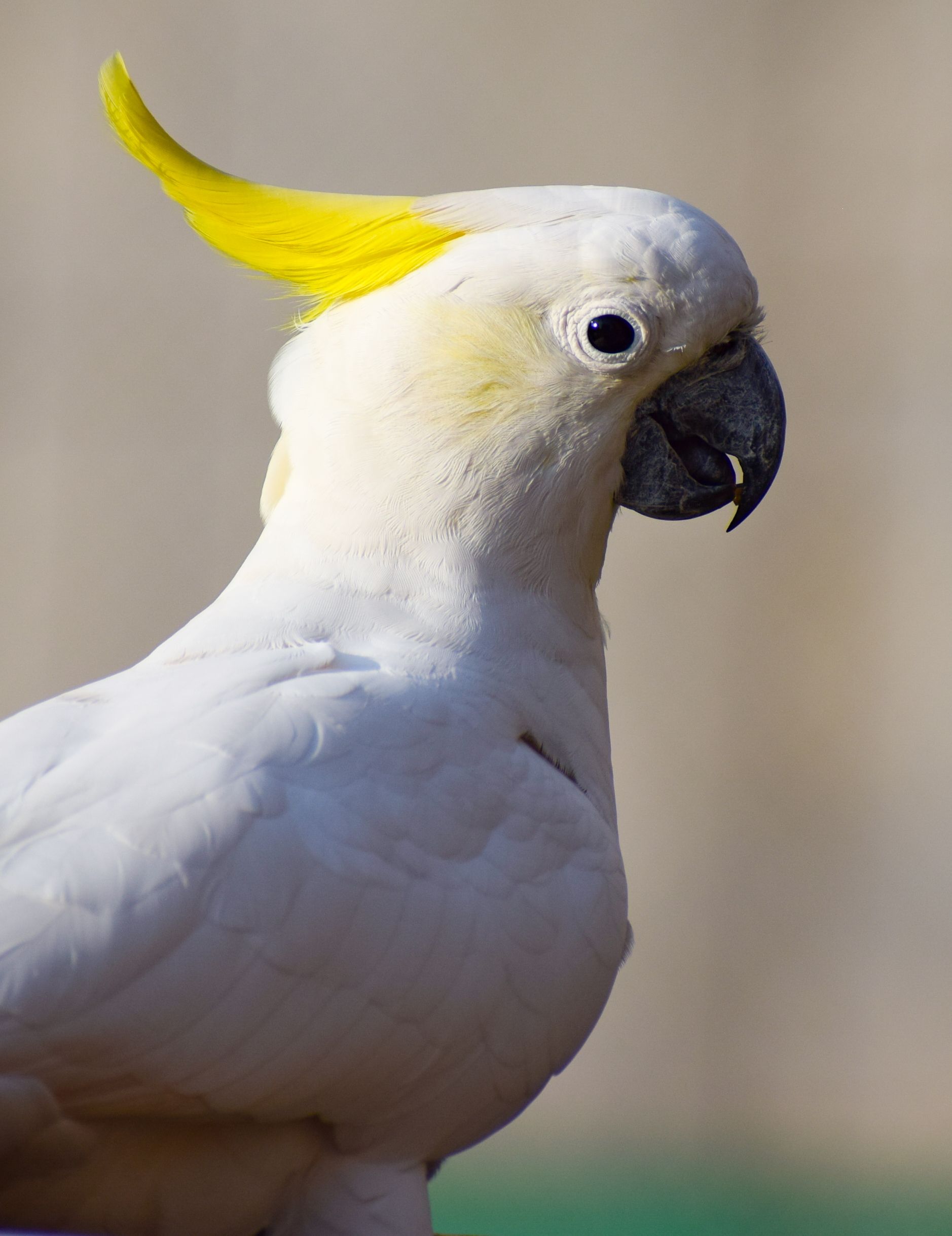 Philippine Cockatoo Photos, Download The BEST Free Philippine Cockatoo ...