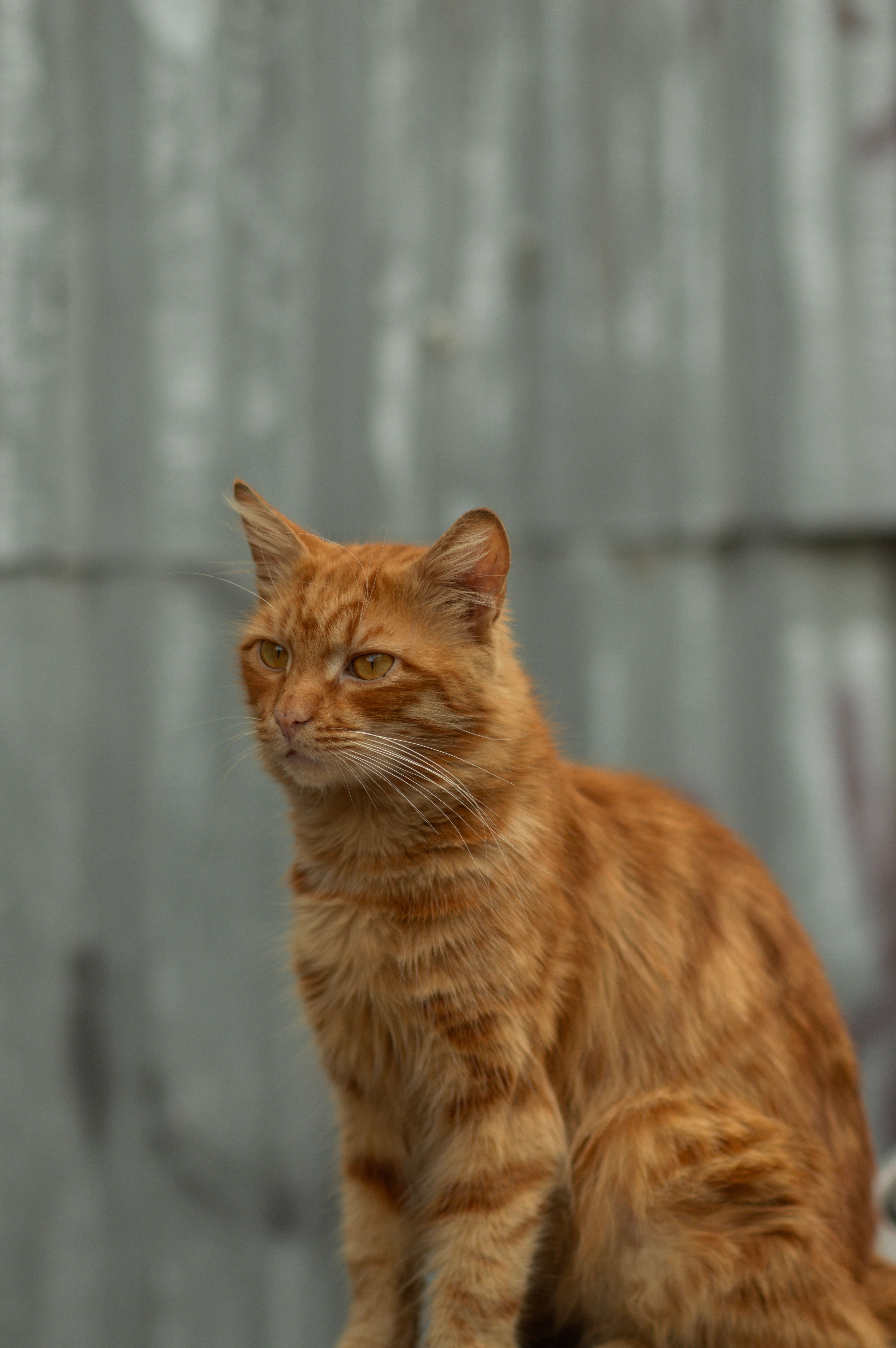Portrait of Furry Cat · Free Stock Photo