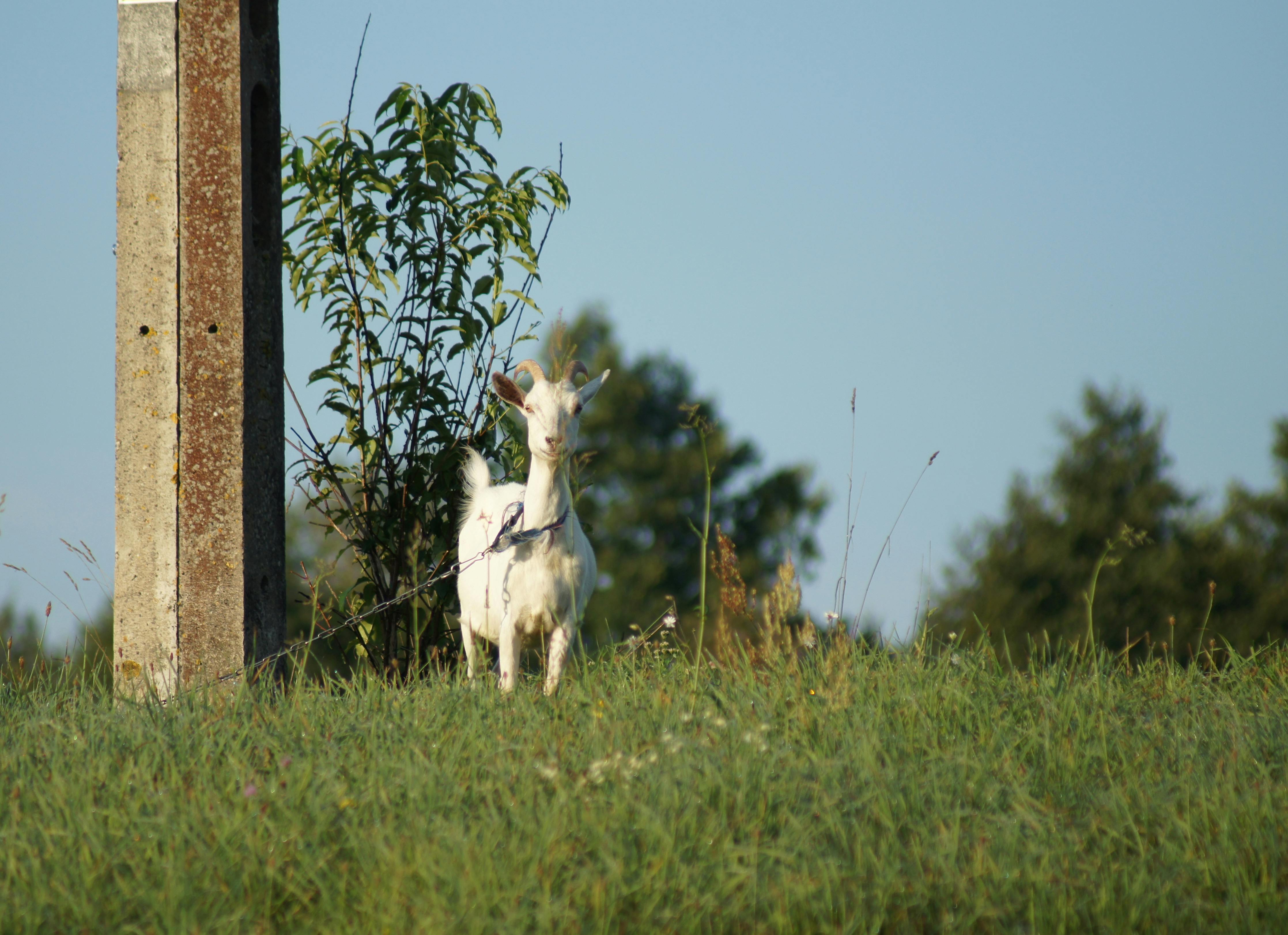 A goat is standing in a field with a pole · Free Stock Photo