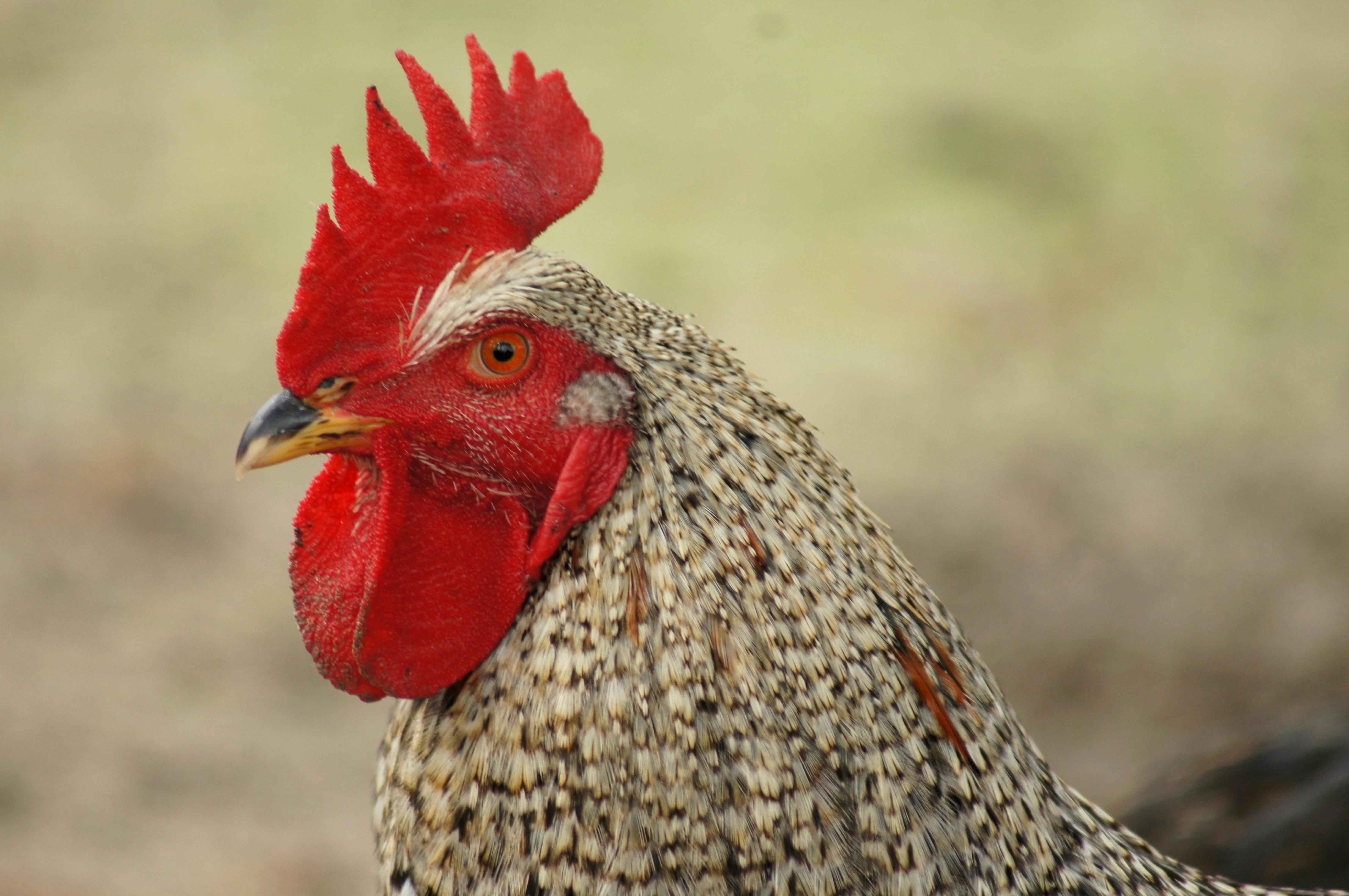 Rabbit Rooster Photos, Download The BEST Free Rabbit Rooster Stock ...