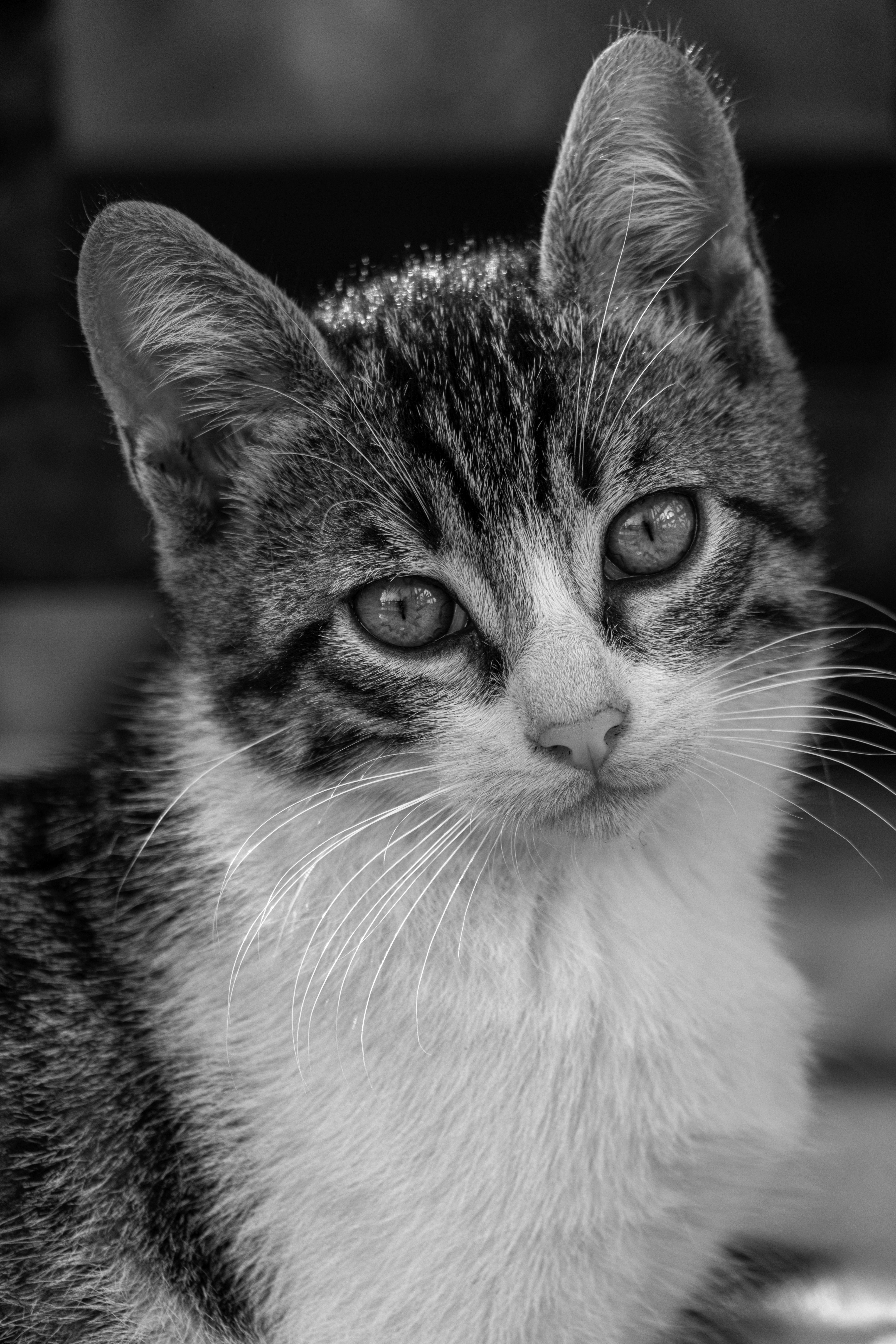 Grayscale Shot of a Cute Little Kitten · Free Stock Photo