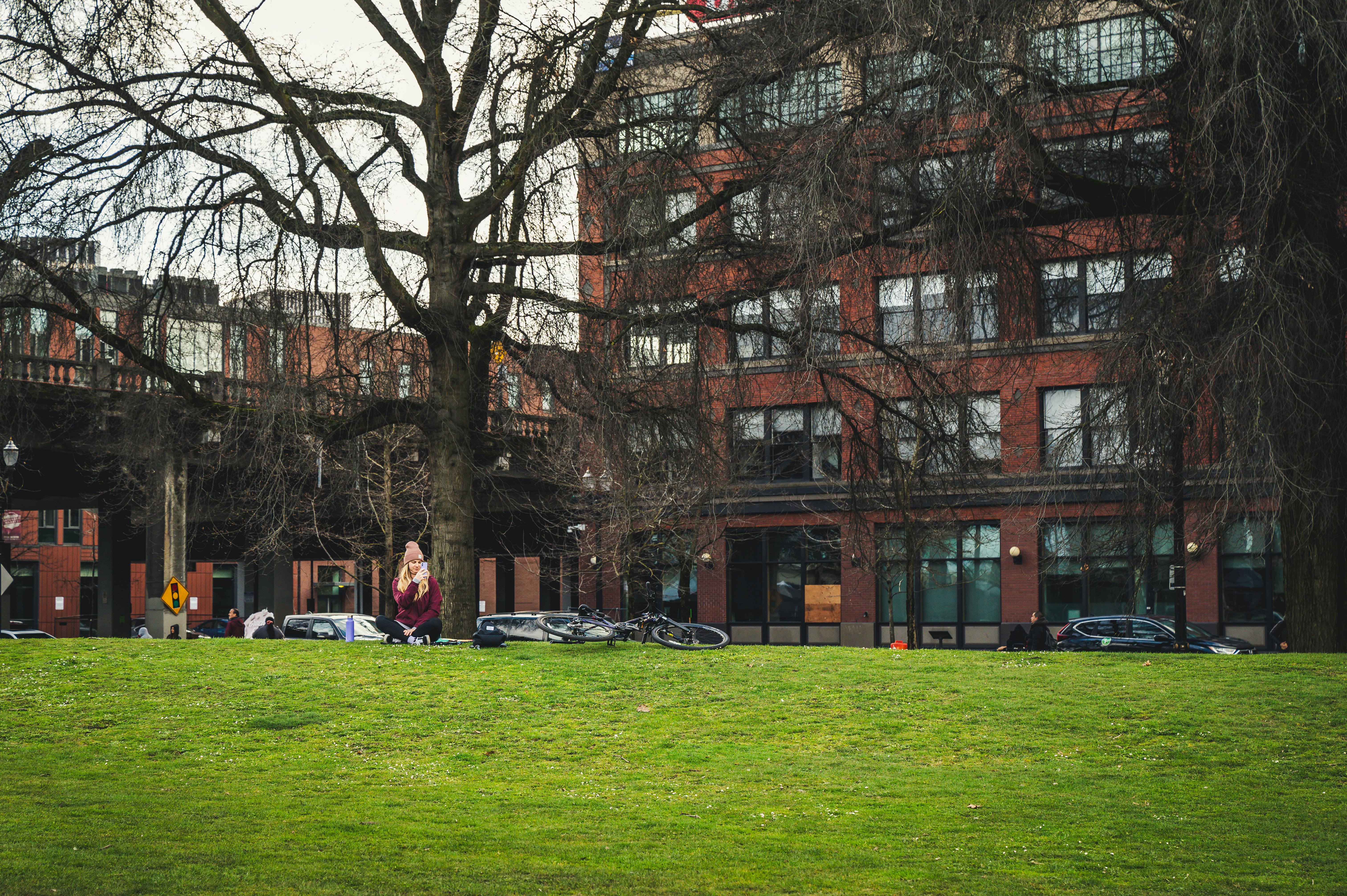 A Tree in a City · Free Stock Photo