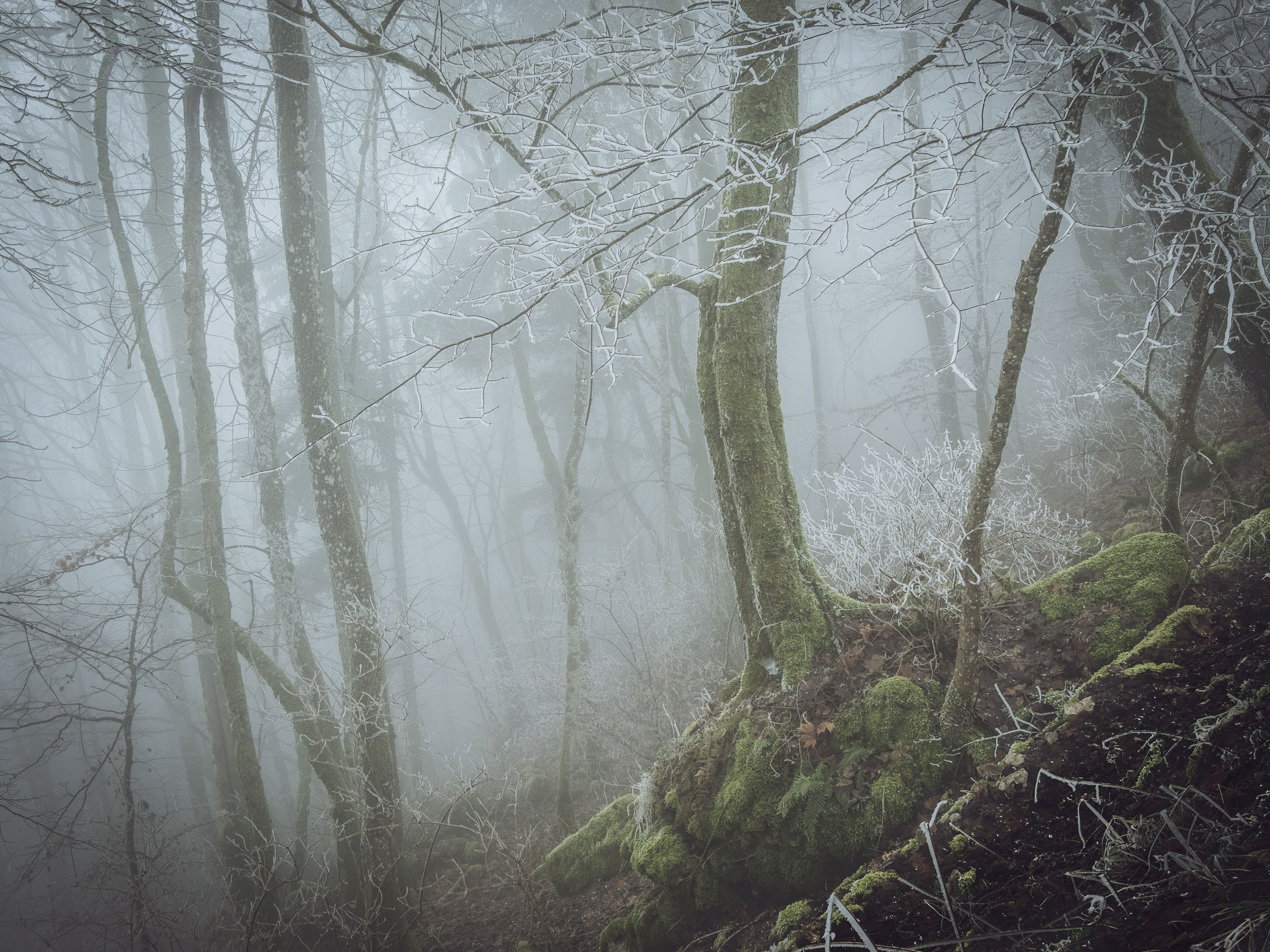Forest in Fog and Frost · Free Stock Photo