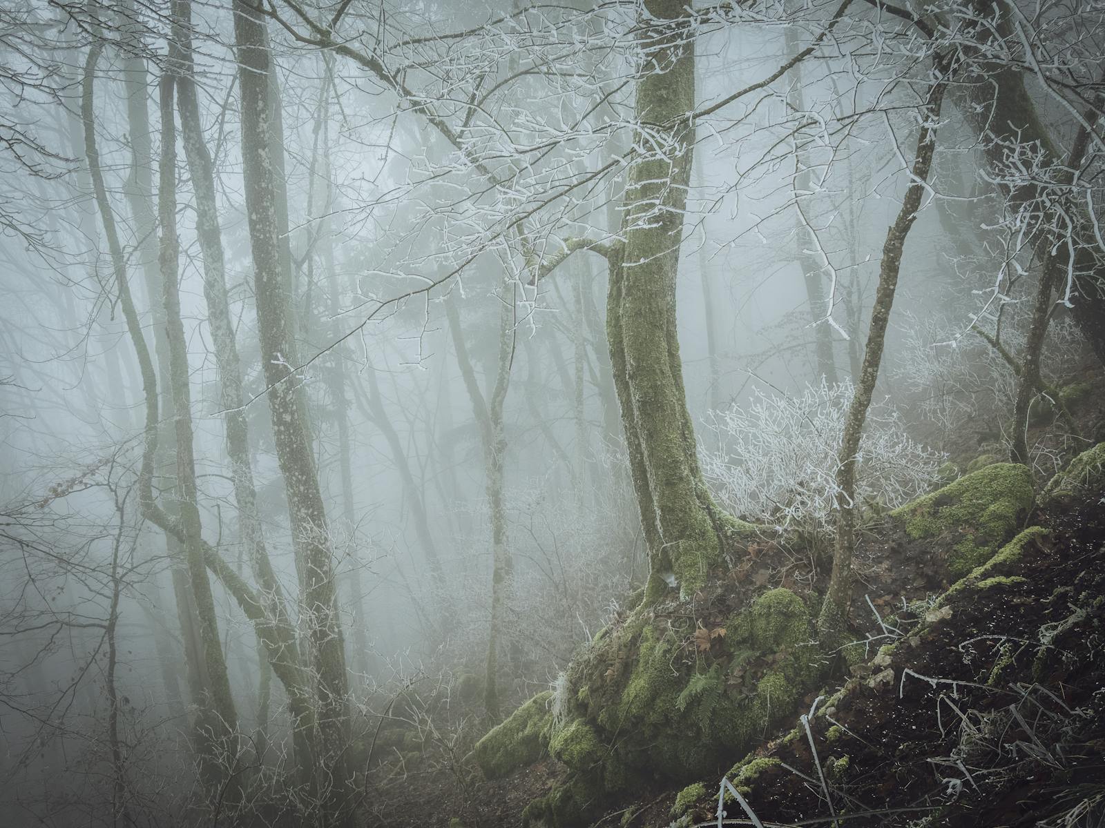 Forest Cold Photos, Download The BEST Free Forest Cold Stock Photos ...