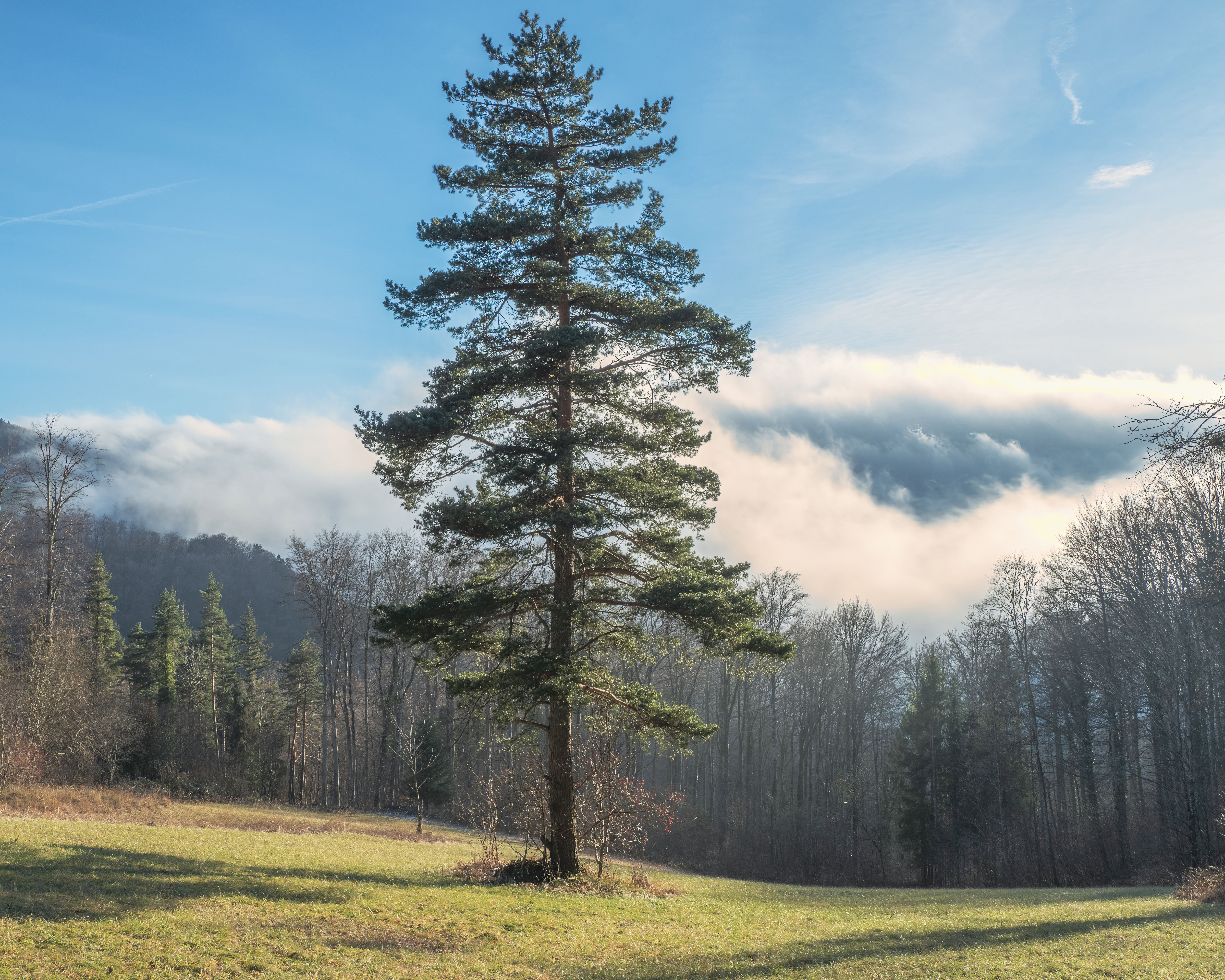 Tree on Mountain Landscape · Free Stock Photo